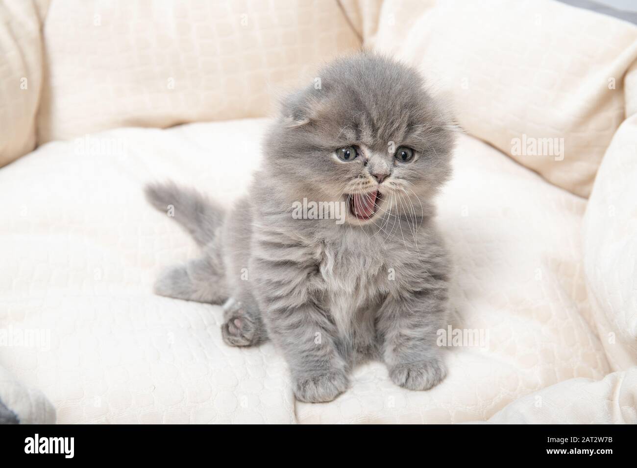 Kitten on bed hi-res stock photography and images - Alamy