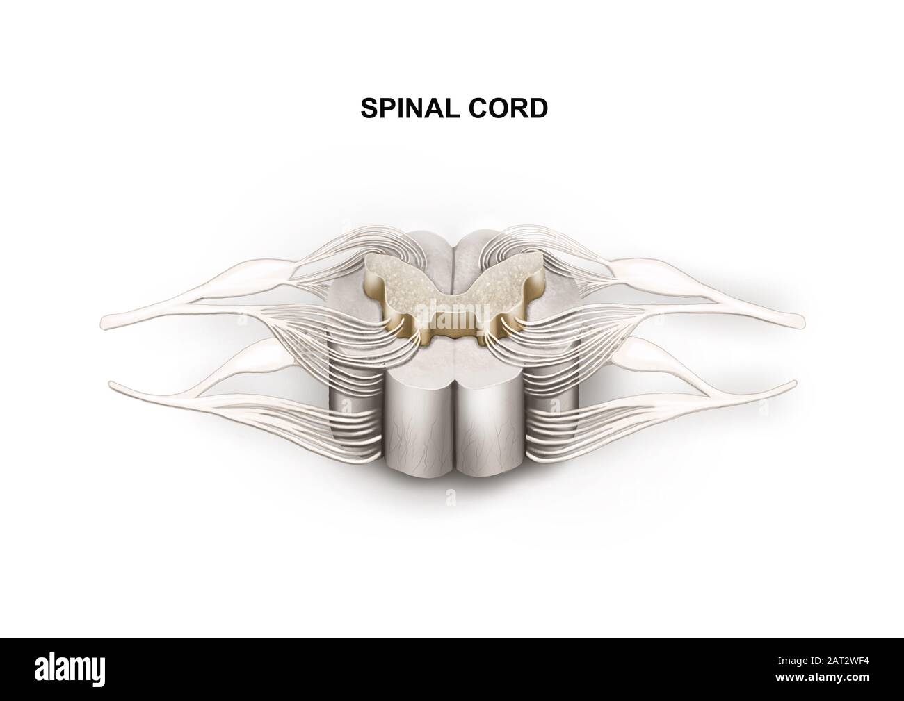 Illustration of the human spinal cord Stock Photo - Alamy