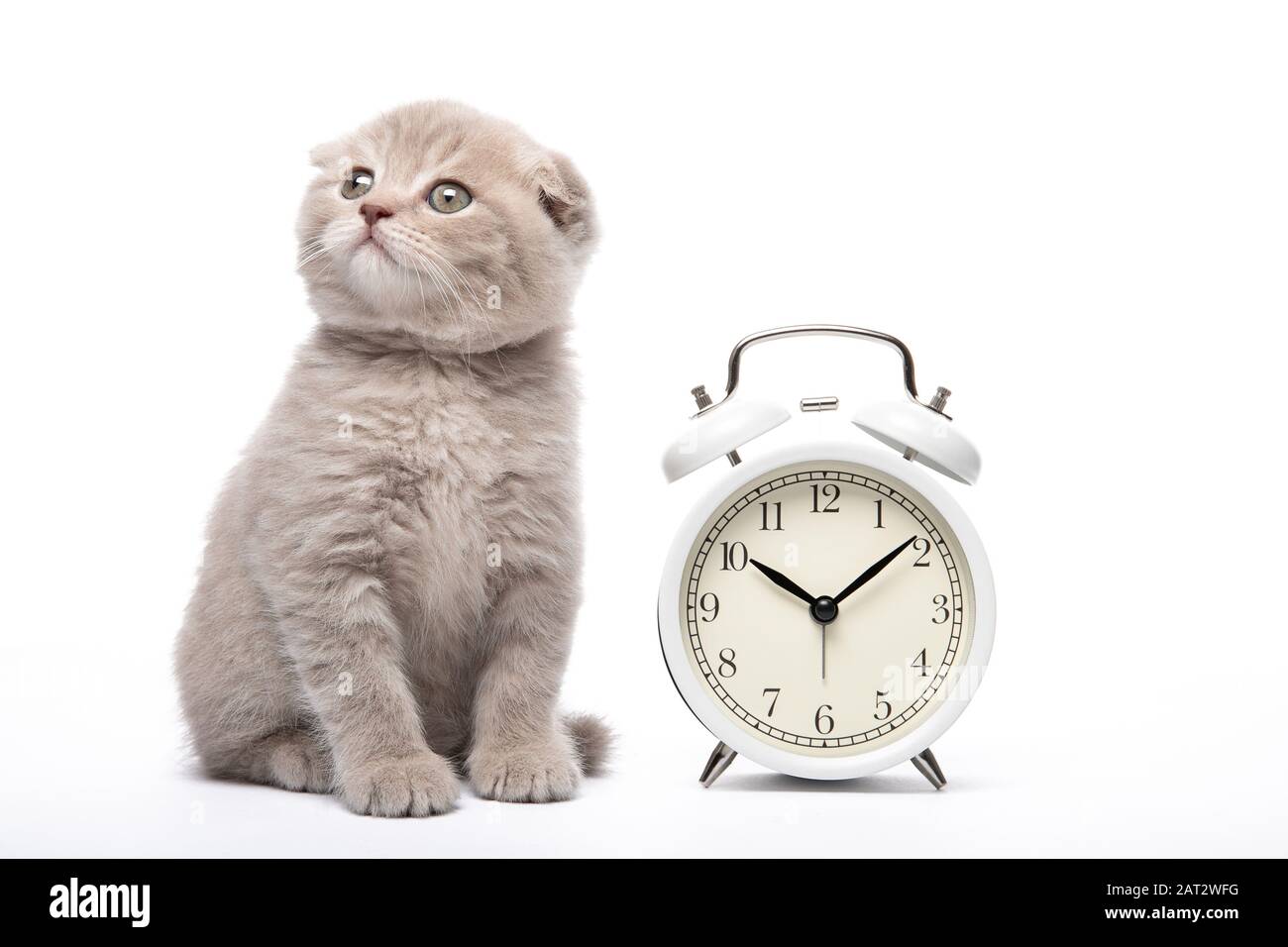 Kitten and alarm clock on a white background. Animals and alarm clock ...