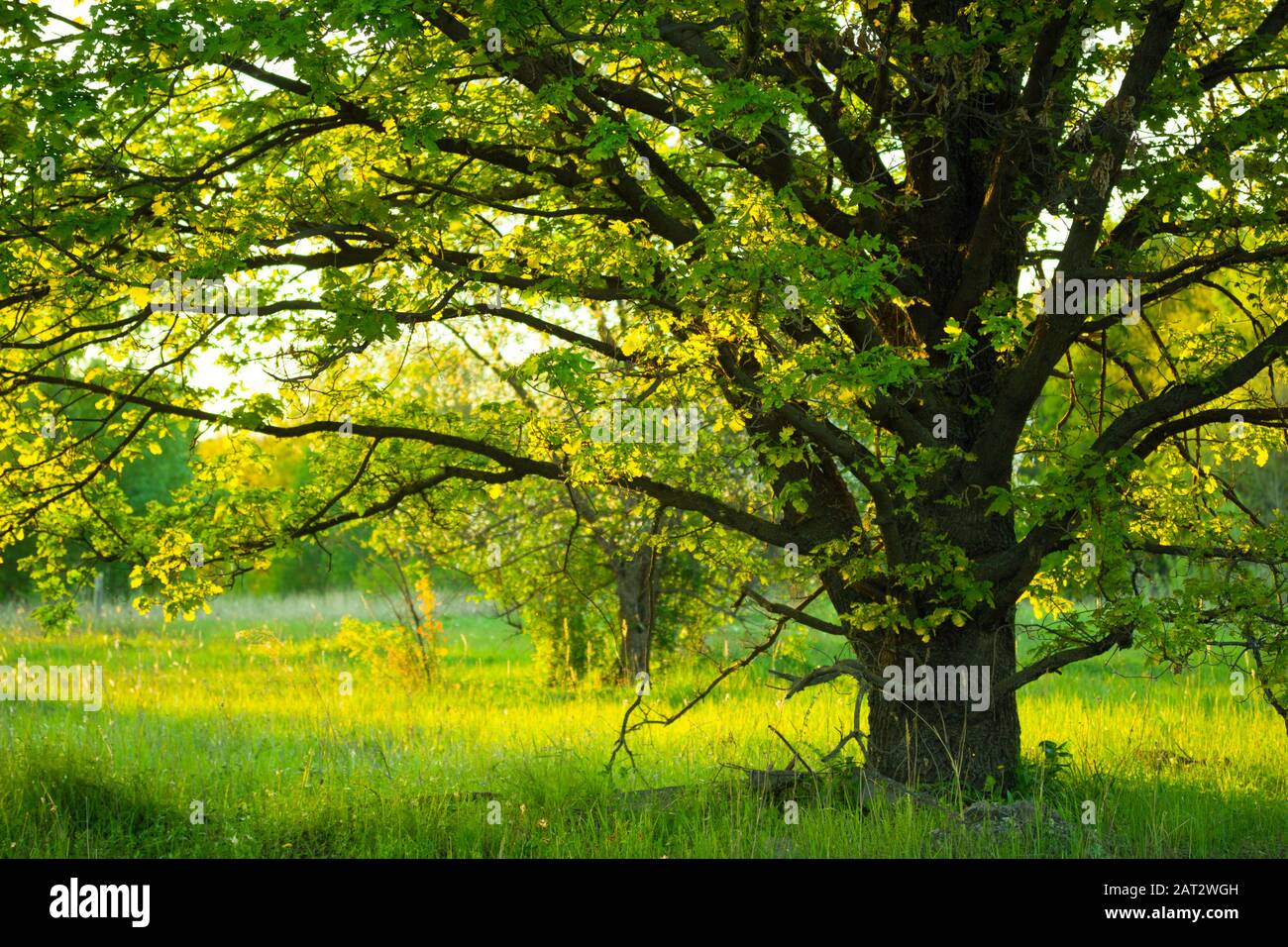 Big green tree. Ecology concept Stock Photo - Alamy