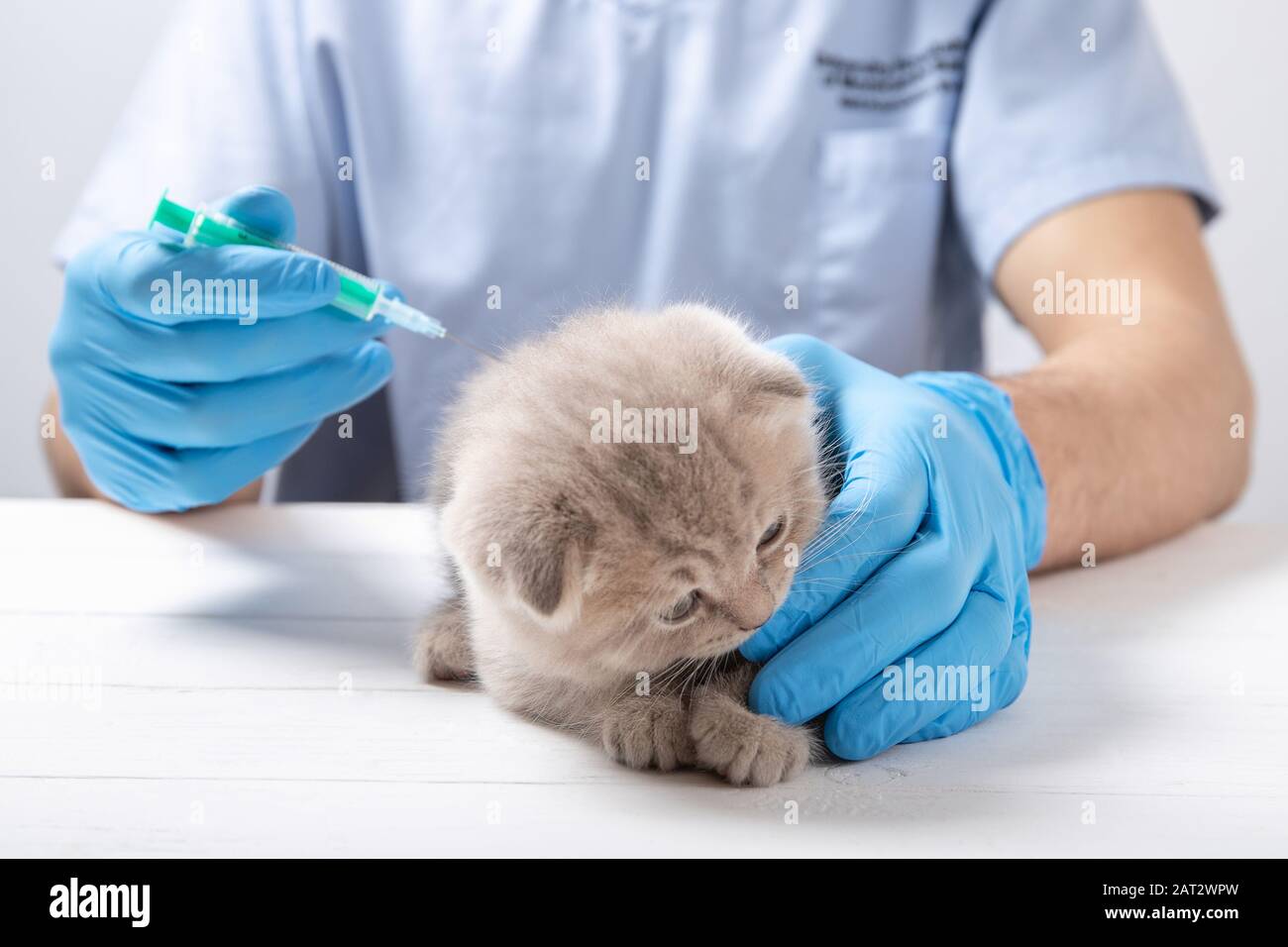 Injection to a cat hi-res stock photography and images - Alamy