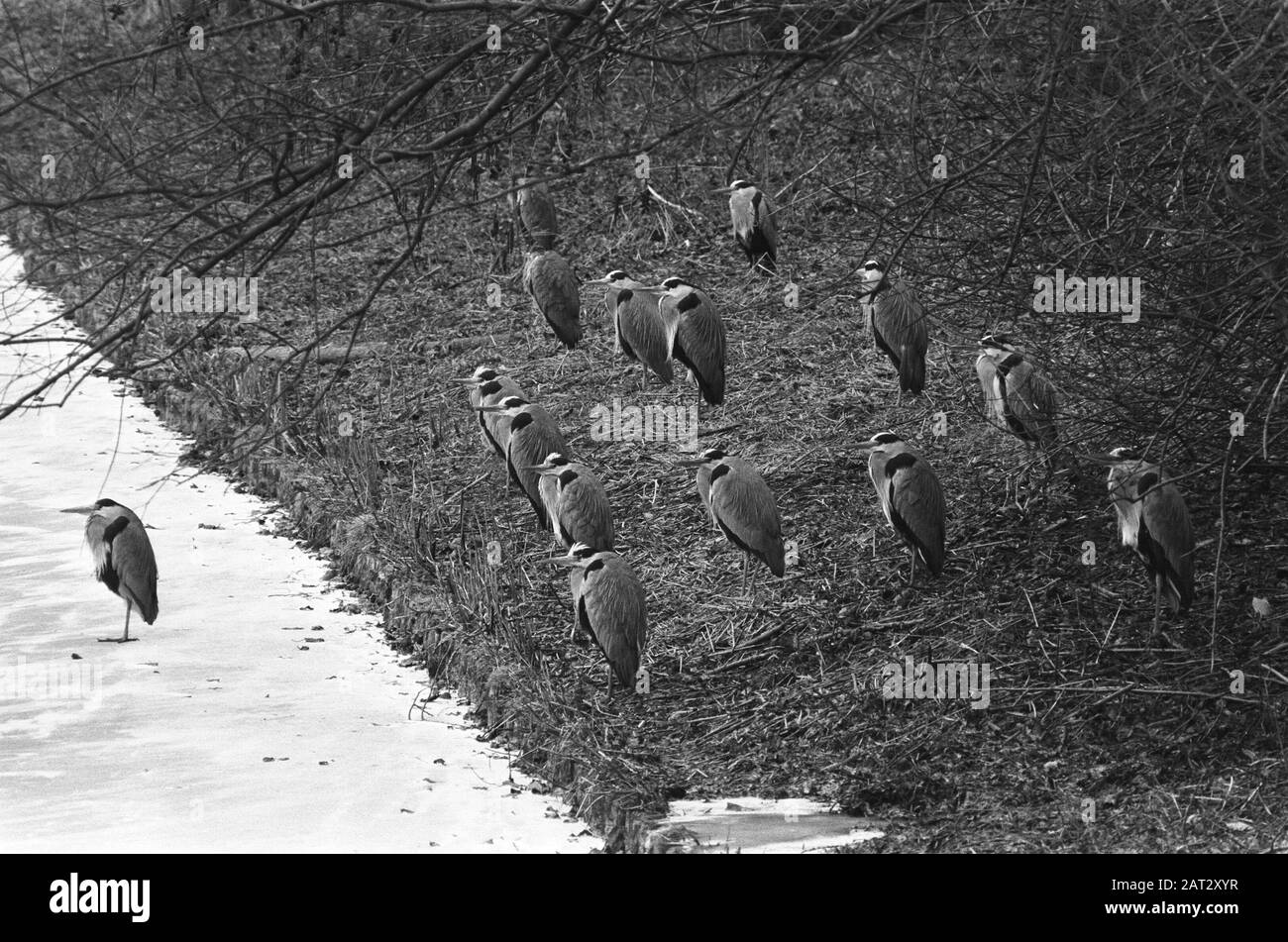 In cold forest water Black and White Stock Photos & Images - Alamy