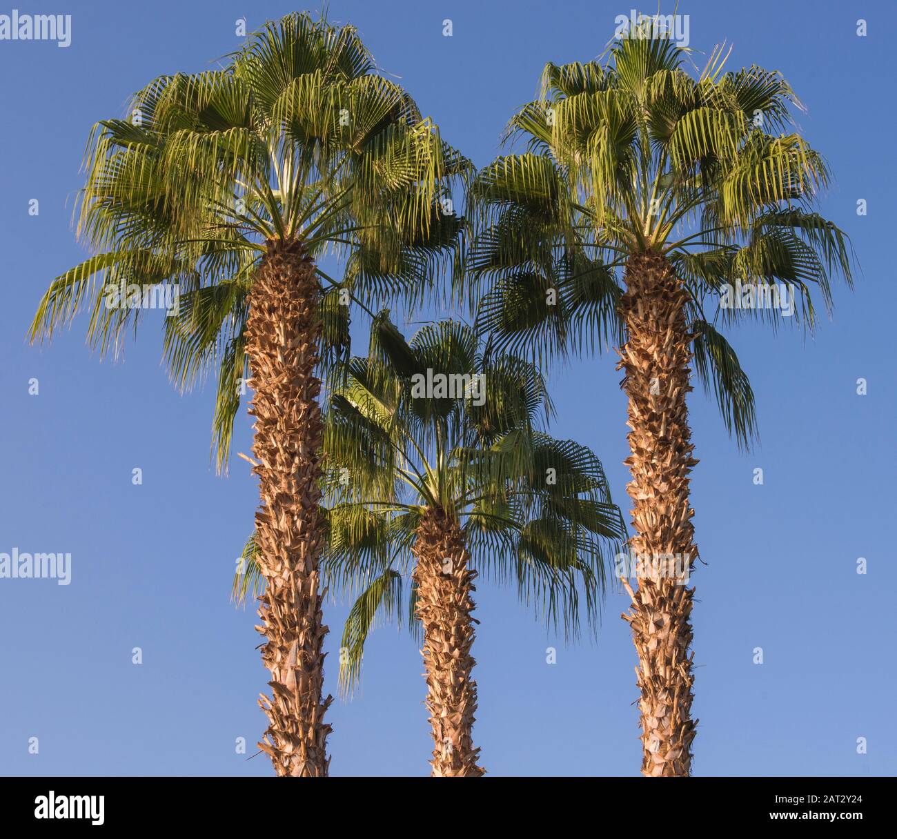 Abstract view of tall large date palm tree phoenix dactylifera looking ...