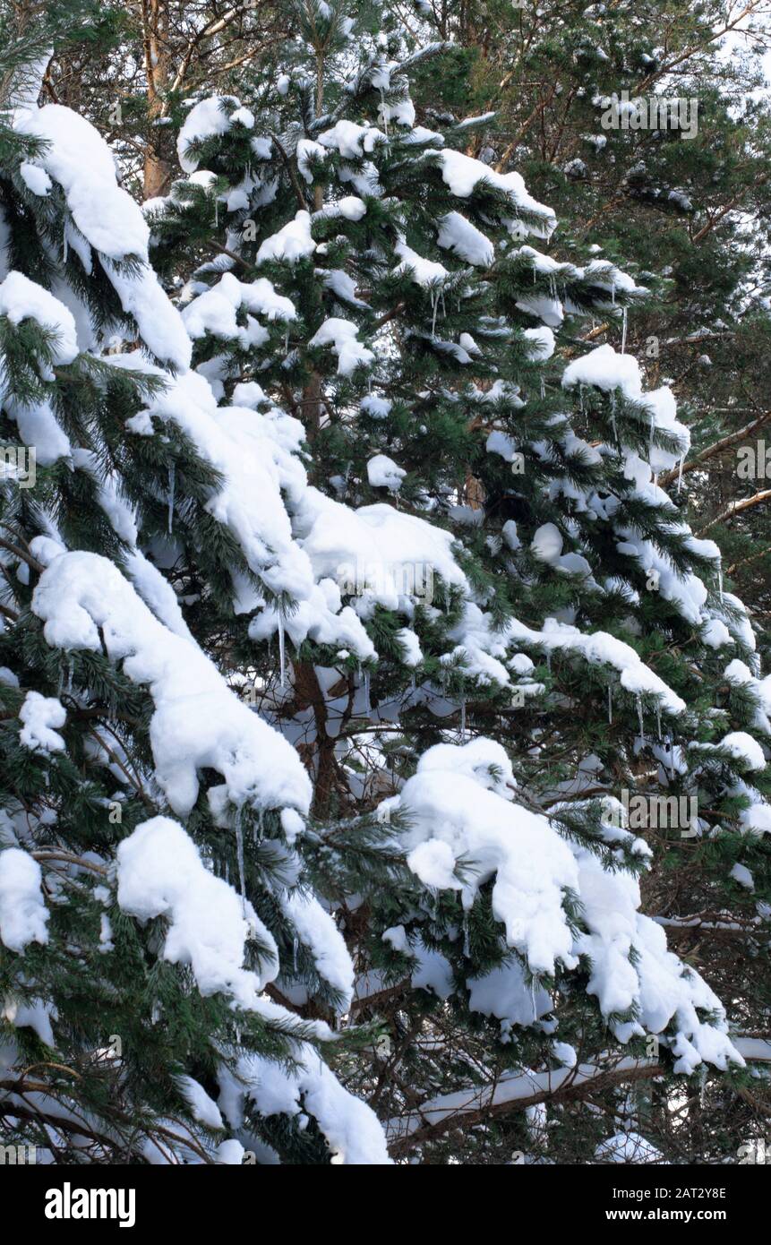Icicles hanging trees hi-res stock photography and images - Alamy