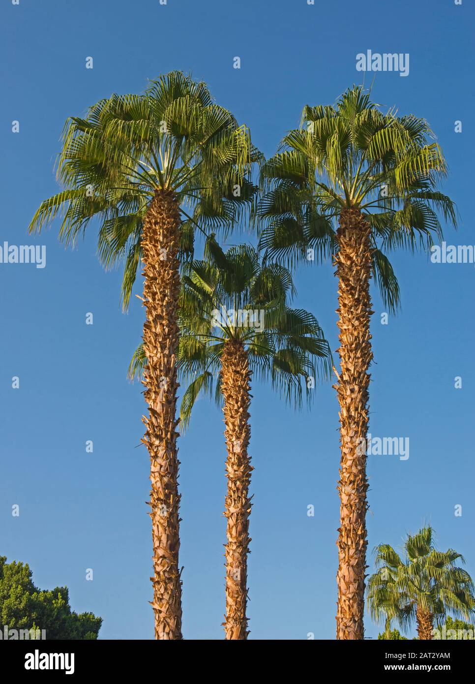 Abstract view of tall large date palm tree phoenix dactylifera looking ...
