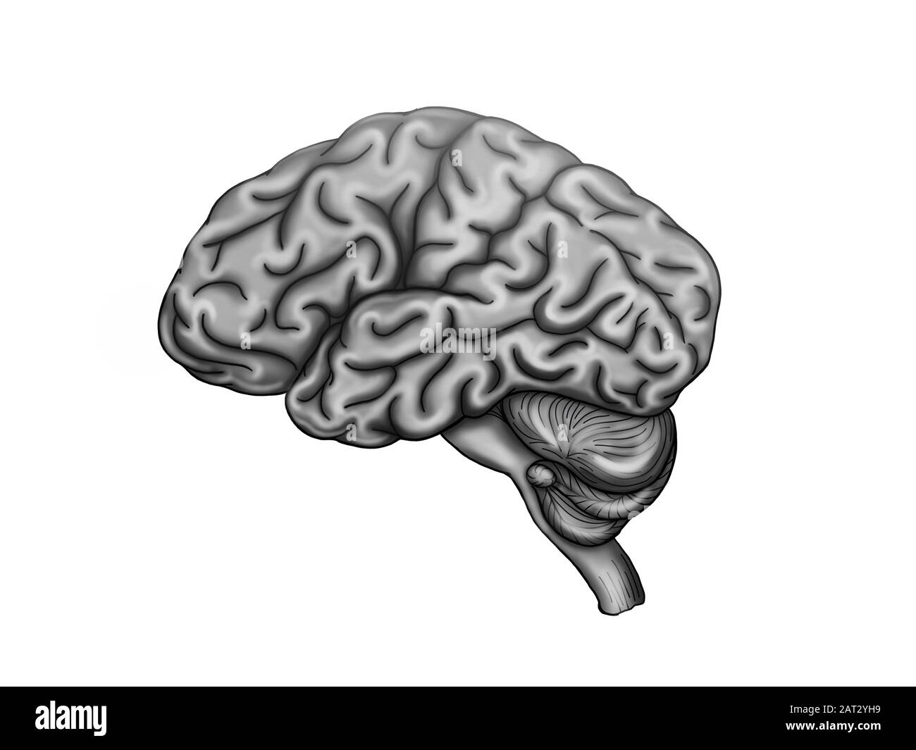 Illustration of the healthy human brain Stock Photo - Alamy