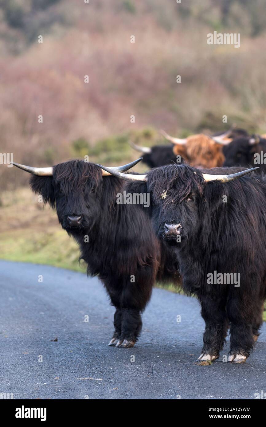 Highland Cattle wandering on a road on Goonzion Downs in Cornwall Stock ...