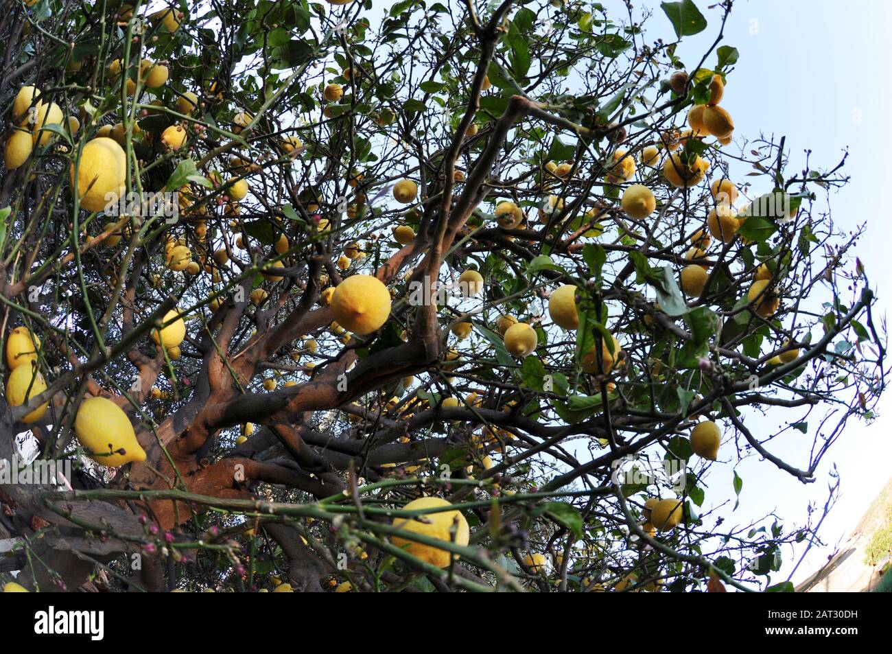 Branch lemon scene hi-res stock photography and images - Alamy