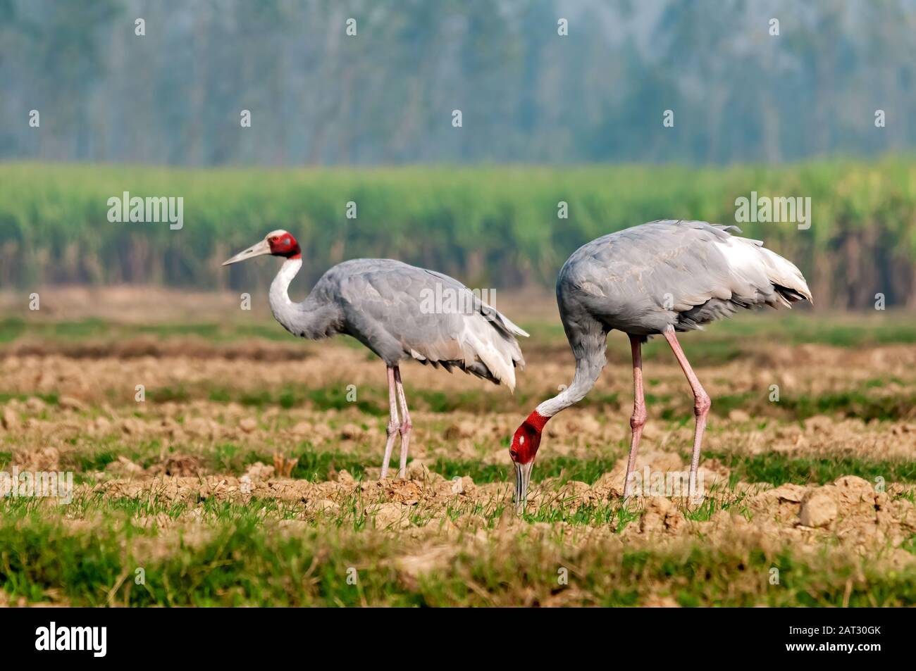 Tall bird hi-res stock photography and images - Alamy