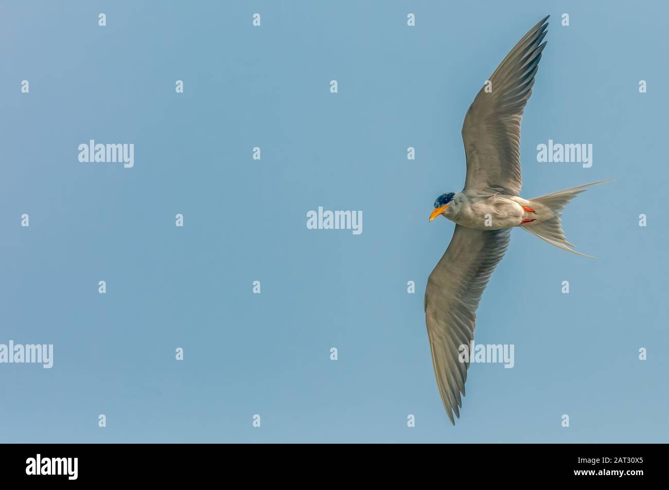 An adult river tern in flight in the sky Stock Photo - Alamy