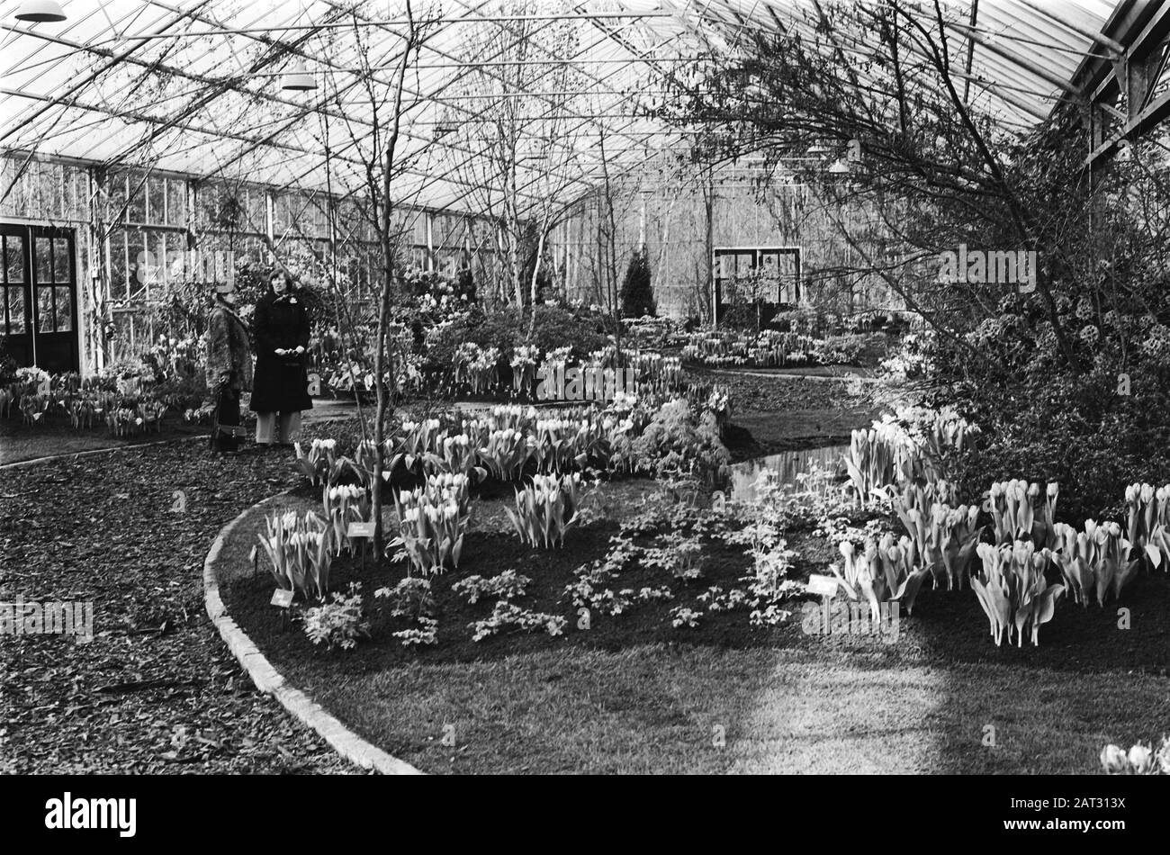 Haarlem flower girls at the Keukenhof; overviews in greenhouses ...