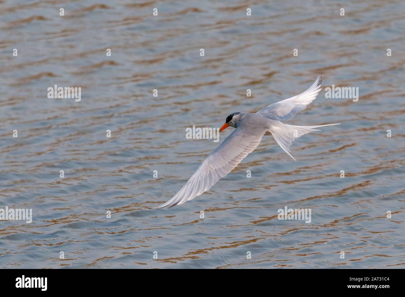 Tern over river hi-res stock photography and images - Alamy