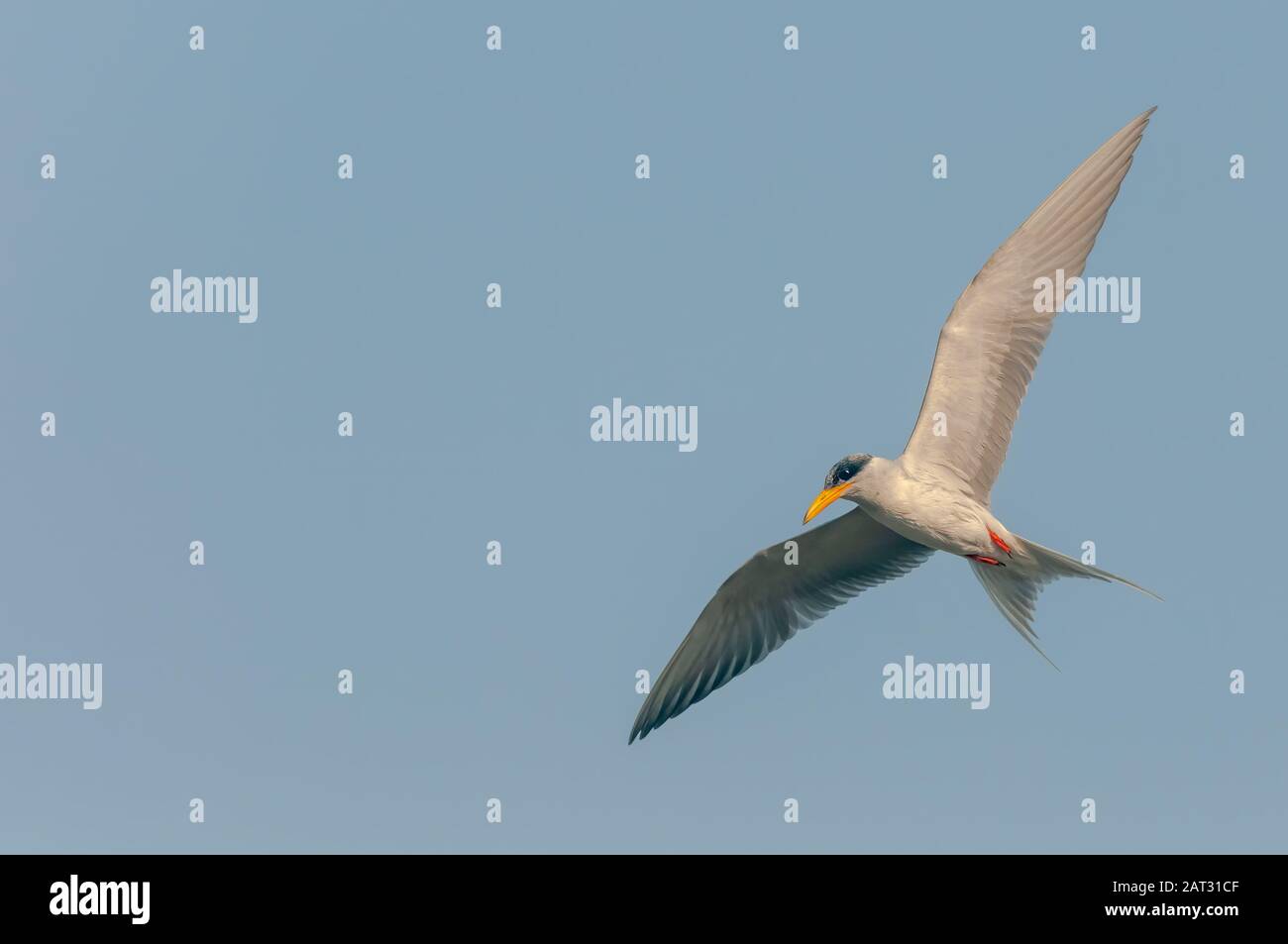 Bird wings motion hi-res stock photography and images - Alamy