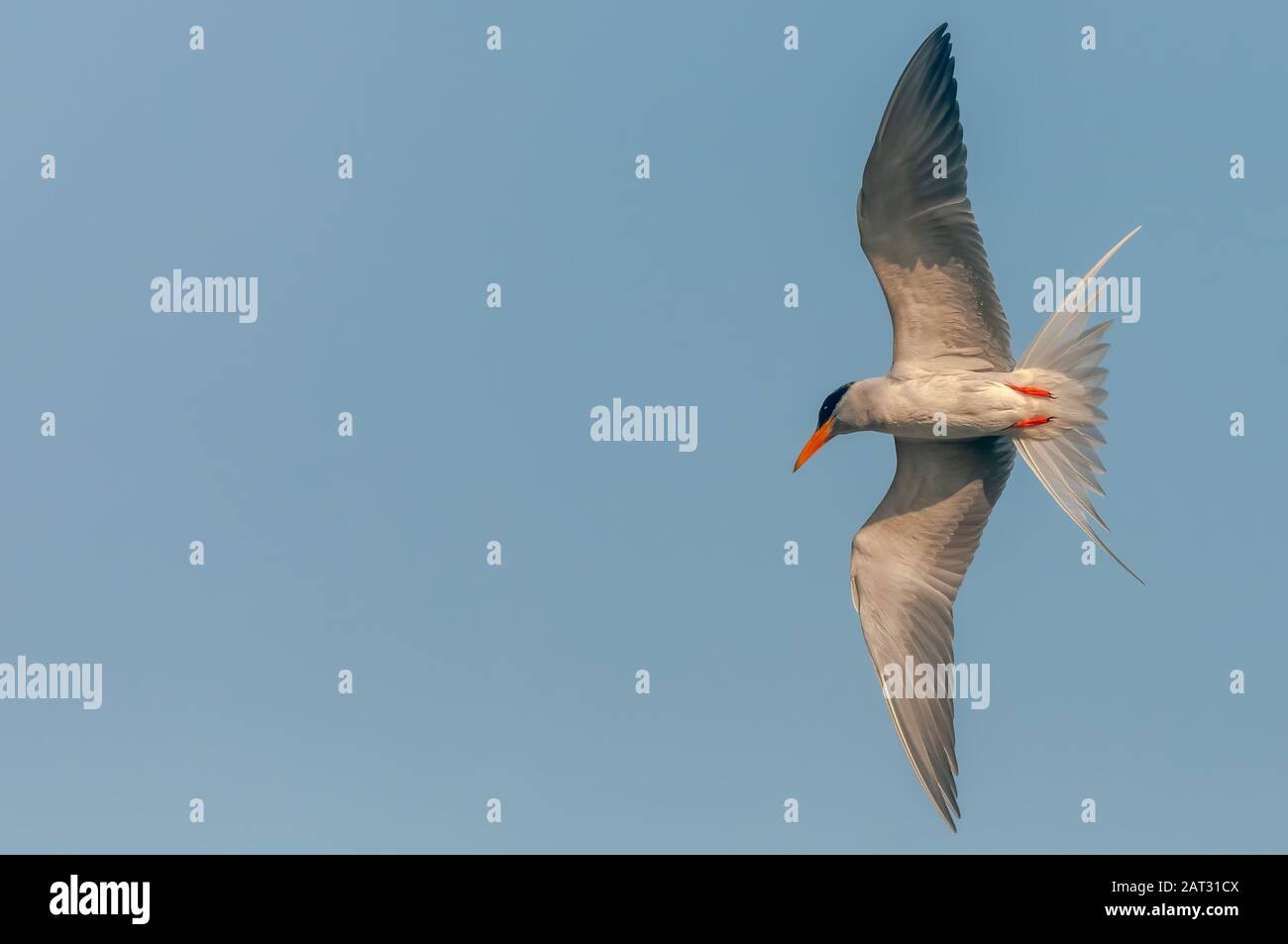 A bird preparing for landing during flight Stock Photo - Alamy