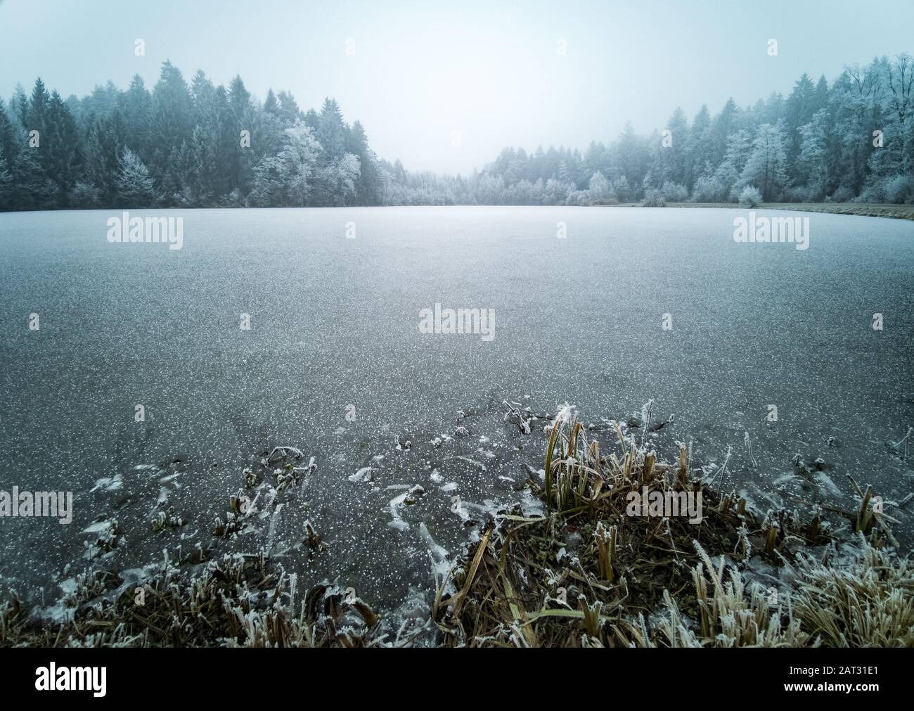 Frozen lake landscape with forest in winter - Frost on trees and grass ...