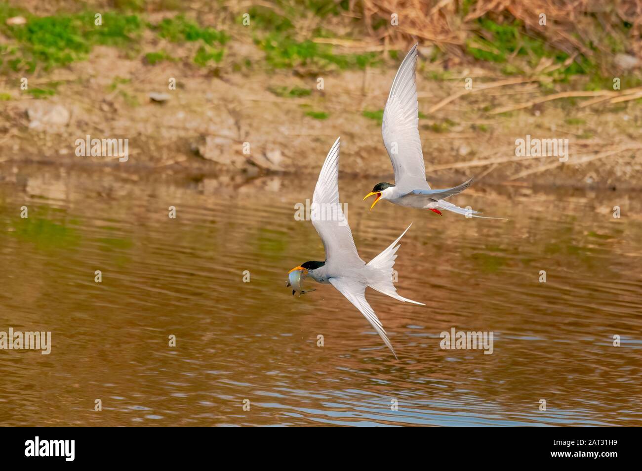 A river tern with a fish catch while the other is chasing it Stock ...