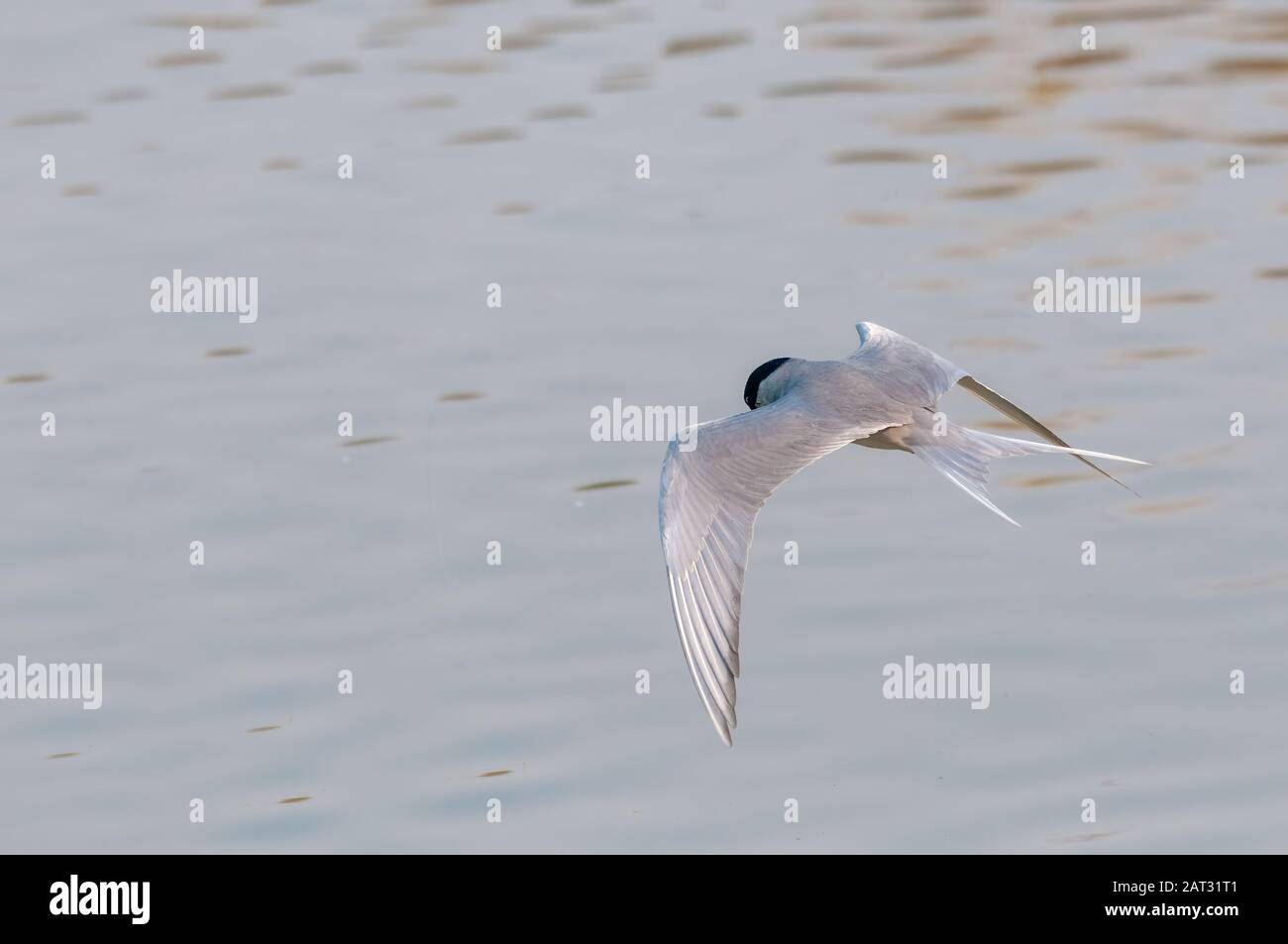 A river tern flying over a river Stock Photo - Alamy