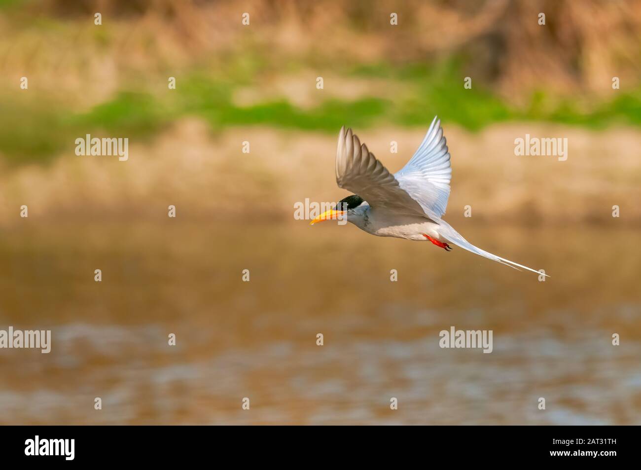 Flying river hi-res stock photography and images - Alamy