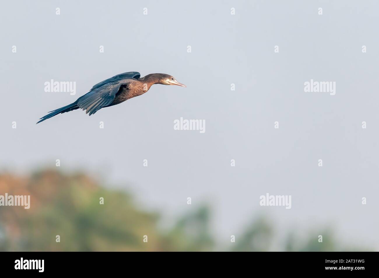 Birds flying jungle hi-res stock photography and images - Alamy