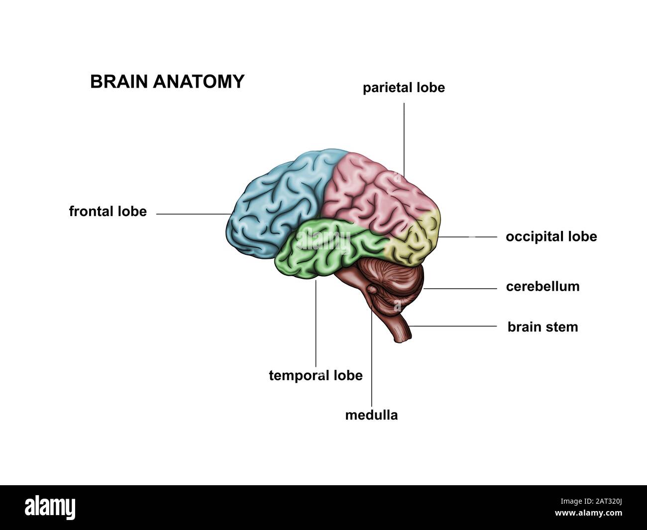 Illustration of the healthy human brain Stock Photo - Alamy