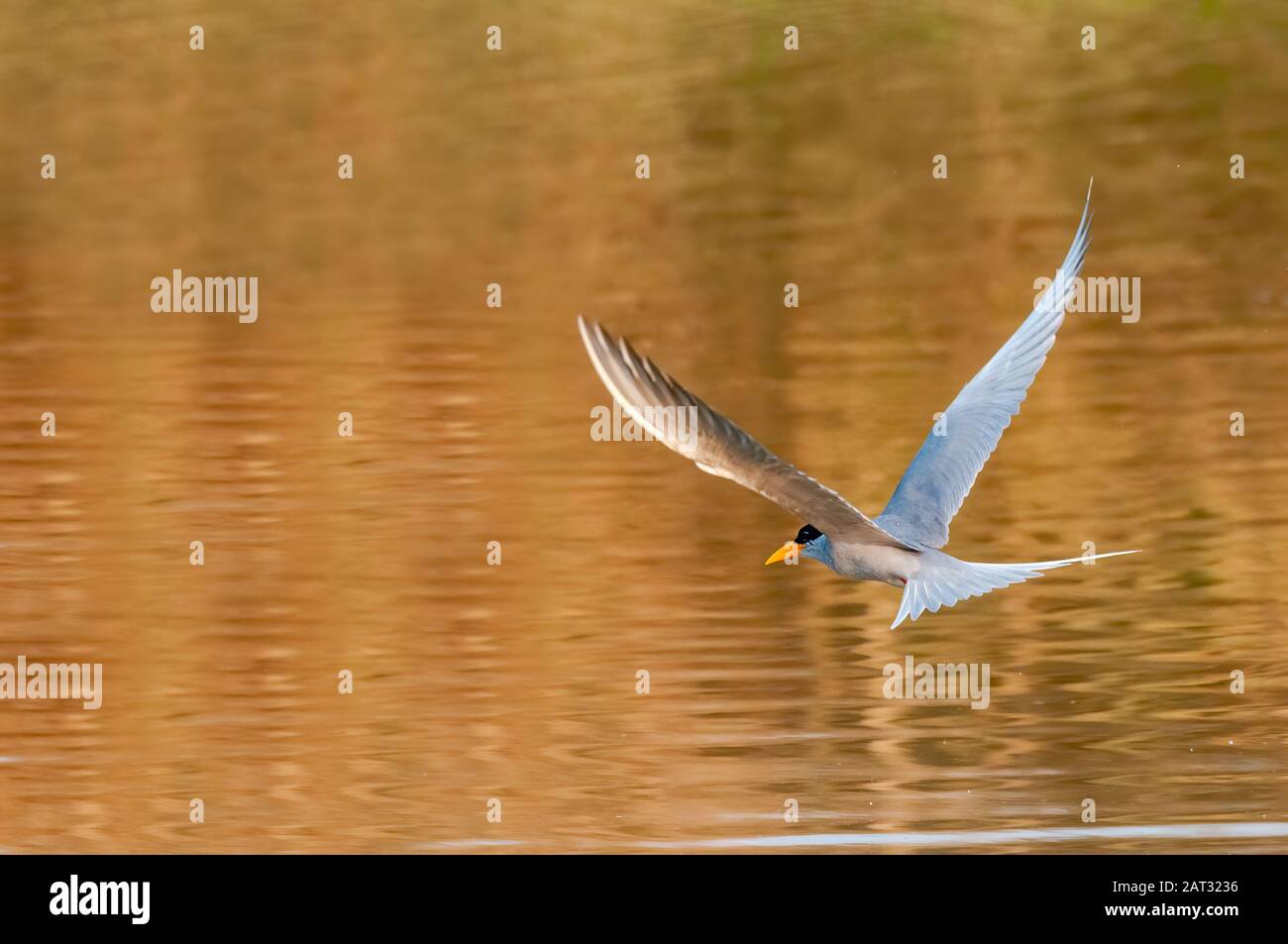 A river tern flying across a river Stock Photo - Alamy