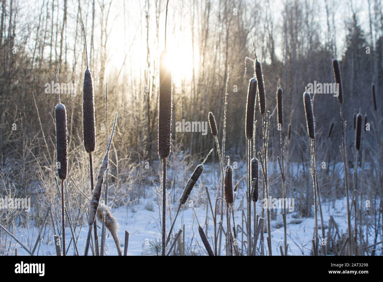 Winter nature. Snowy landscape. Horizontal orientation Stock Photo - Alamy