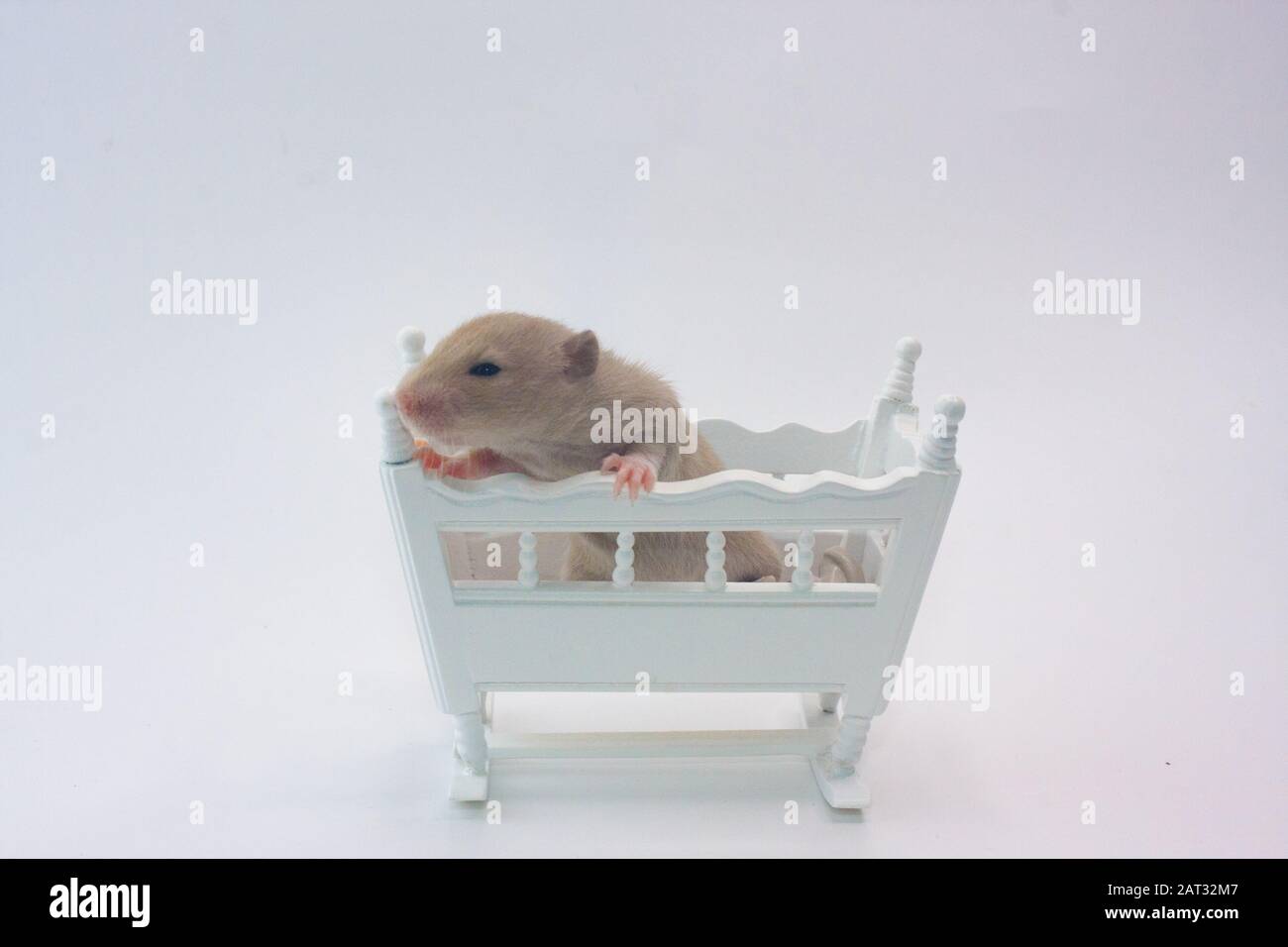 Rats children in a crib in a wooden white cradle. Cute rat kids ...