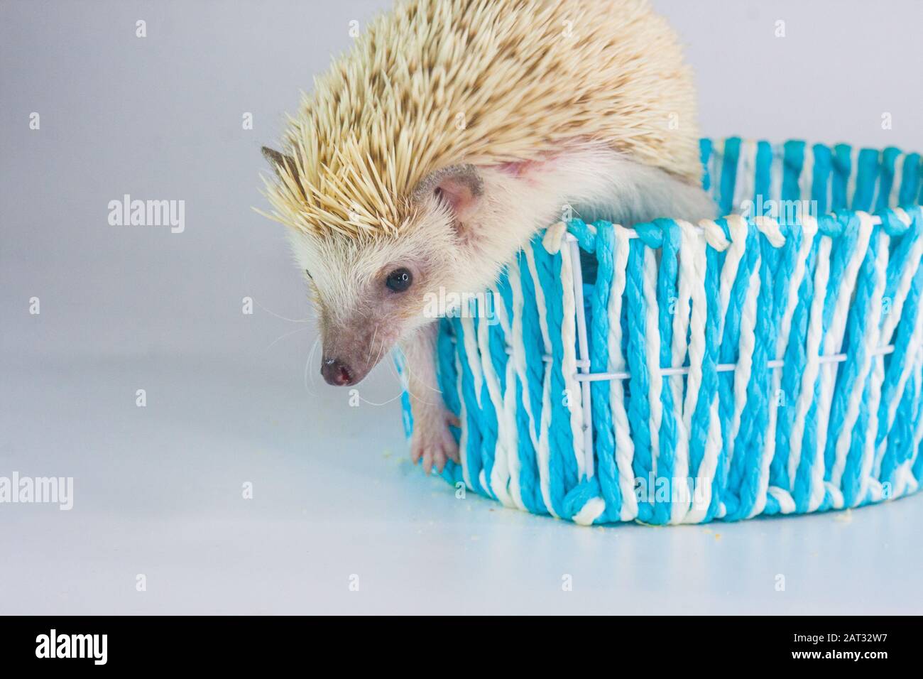 African pygmy hedgehog in a beautiful blue basket Stock Photo - Alamy