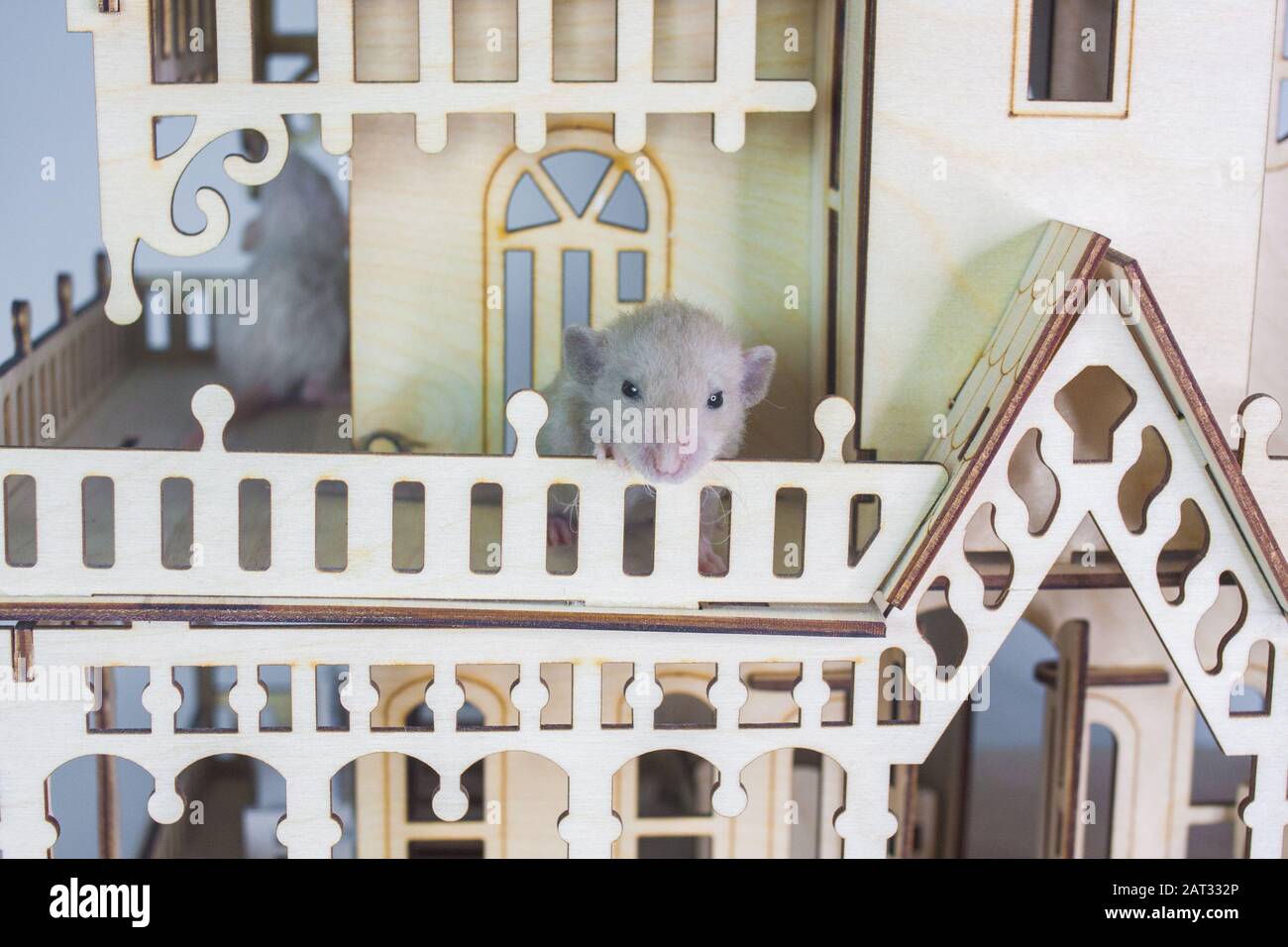Little rats in a wooden house. symbol of 2020 year of the rat Stock ...