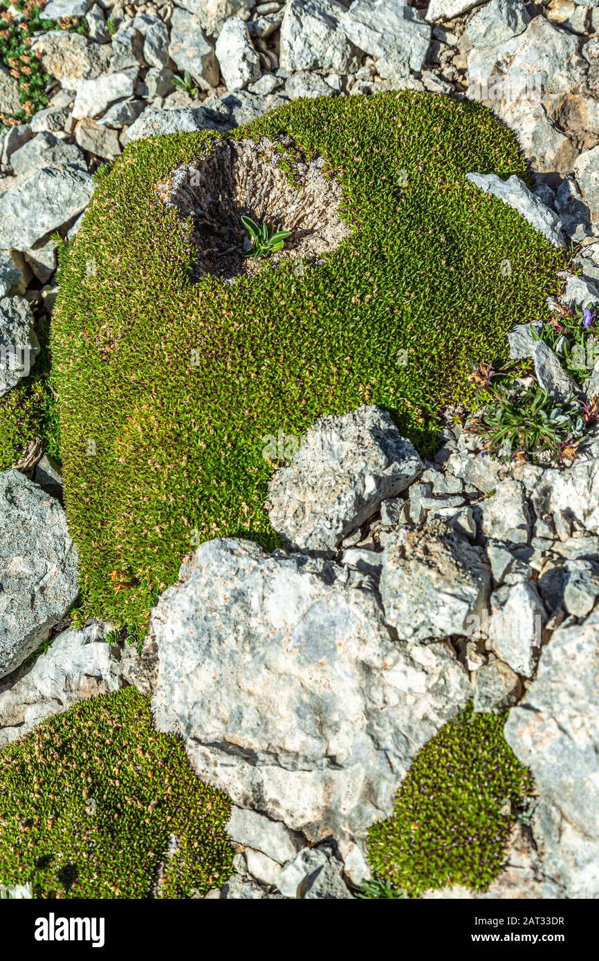 Dry pads hi-res stock photography and images - Alamy