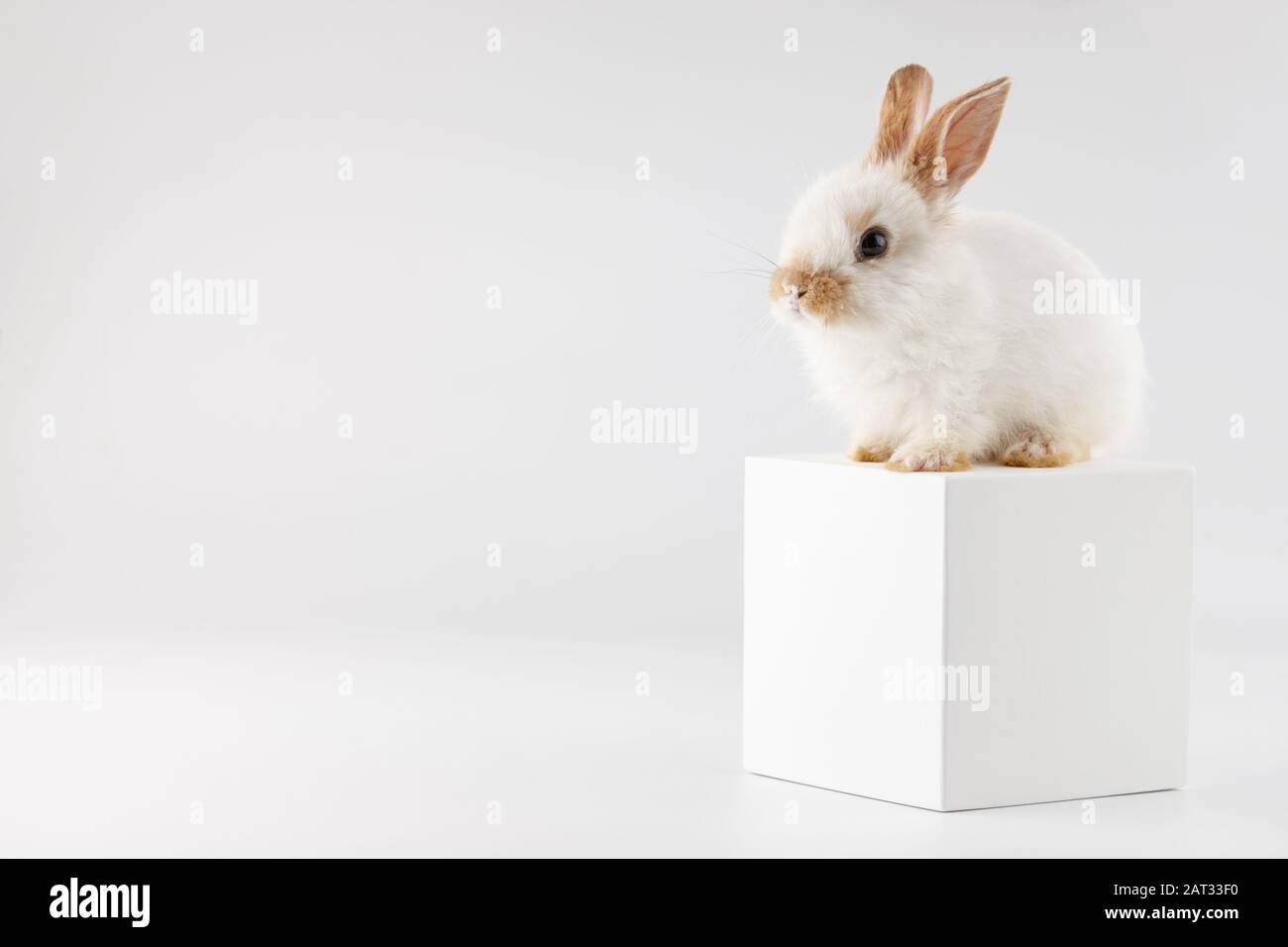 Bunny rabbit at white cube on white background, Easter concept Stock ...