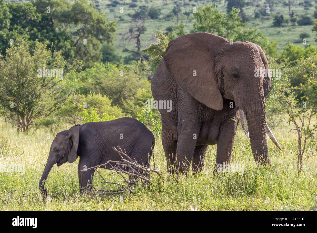 African elephant cow and calf isolated in the Kruger National Park in ...