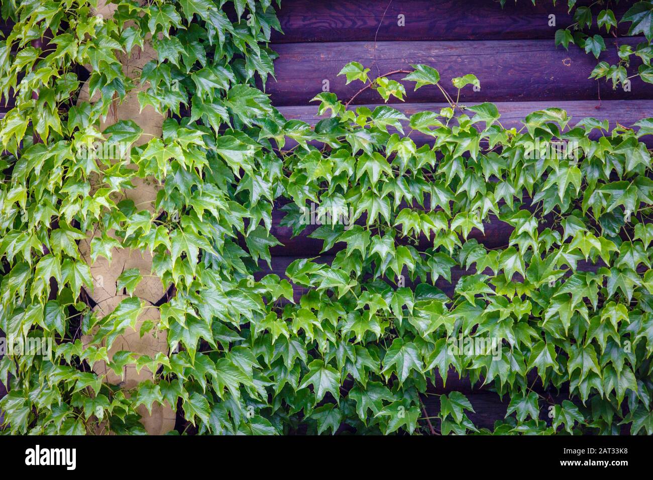 Crawling vines hi-res stock photography and images - Alamy