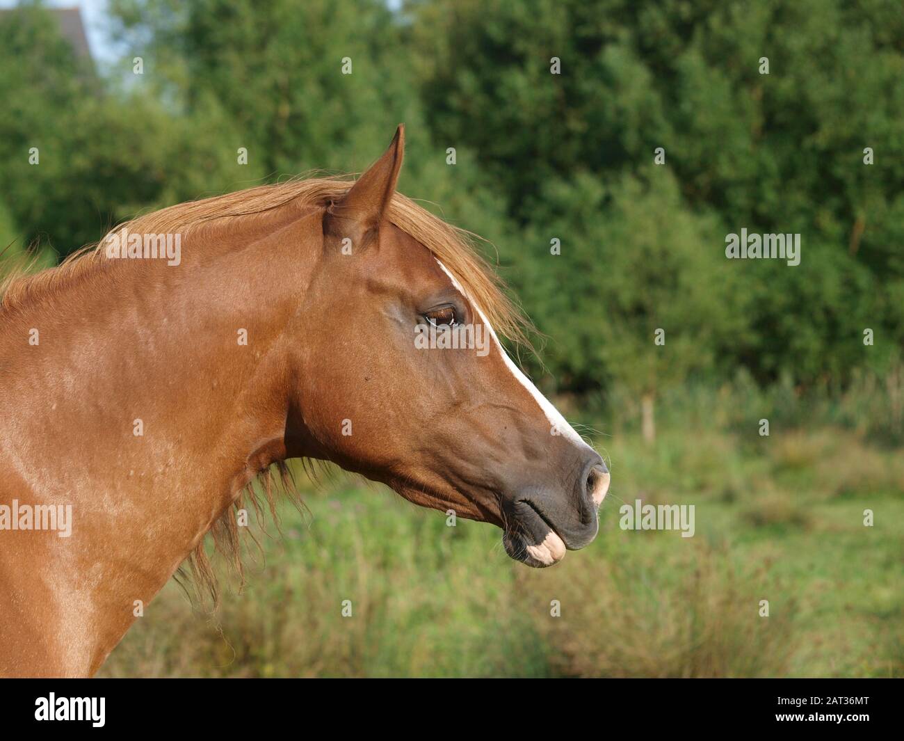 Chestnut welsh section a mountain pony hi-res stock photography and ...