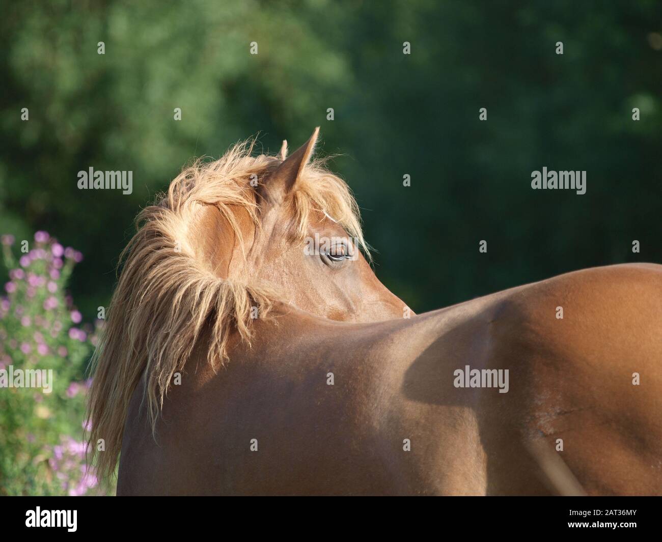 Chestnut welsh section a mountain pony hi-res stock photography and ...
