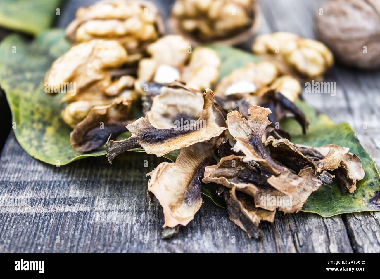 Types of walnuts with a diaphragm hi-res stock photography and images ...