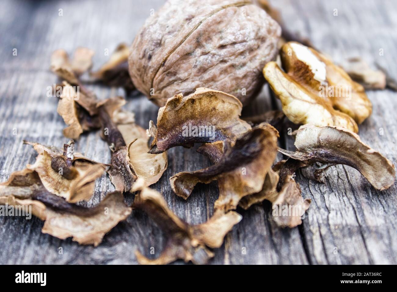 Types of walnuts with a diaphragm hi-res stock photography and images ...