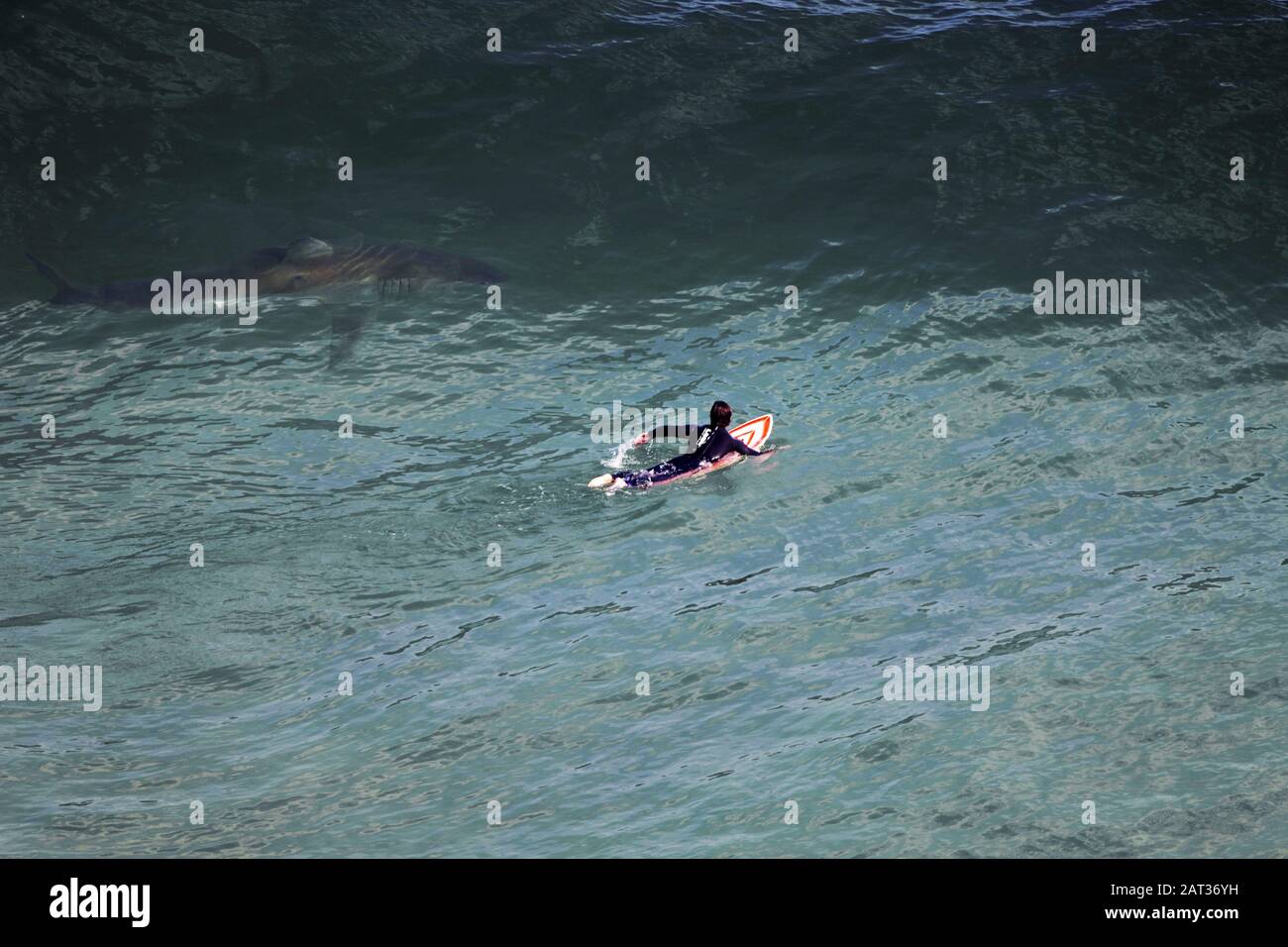 Shark near surfer hi-res stock photography and images - Alamy