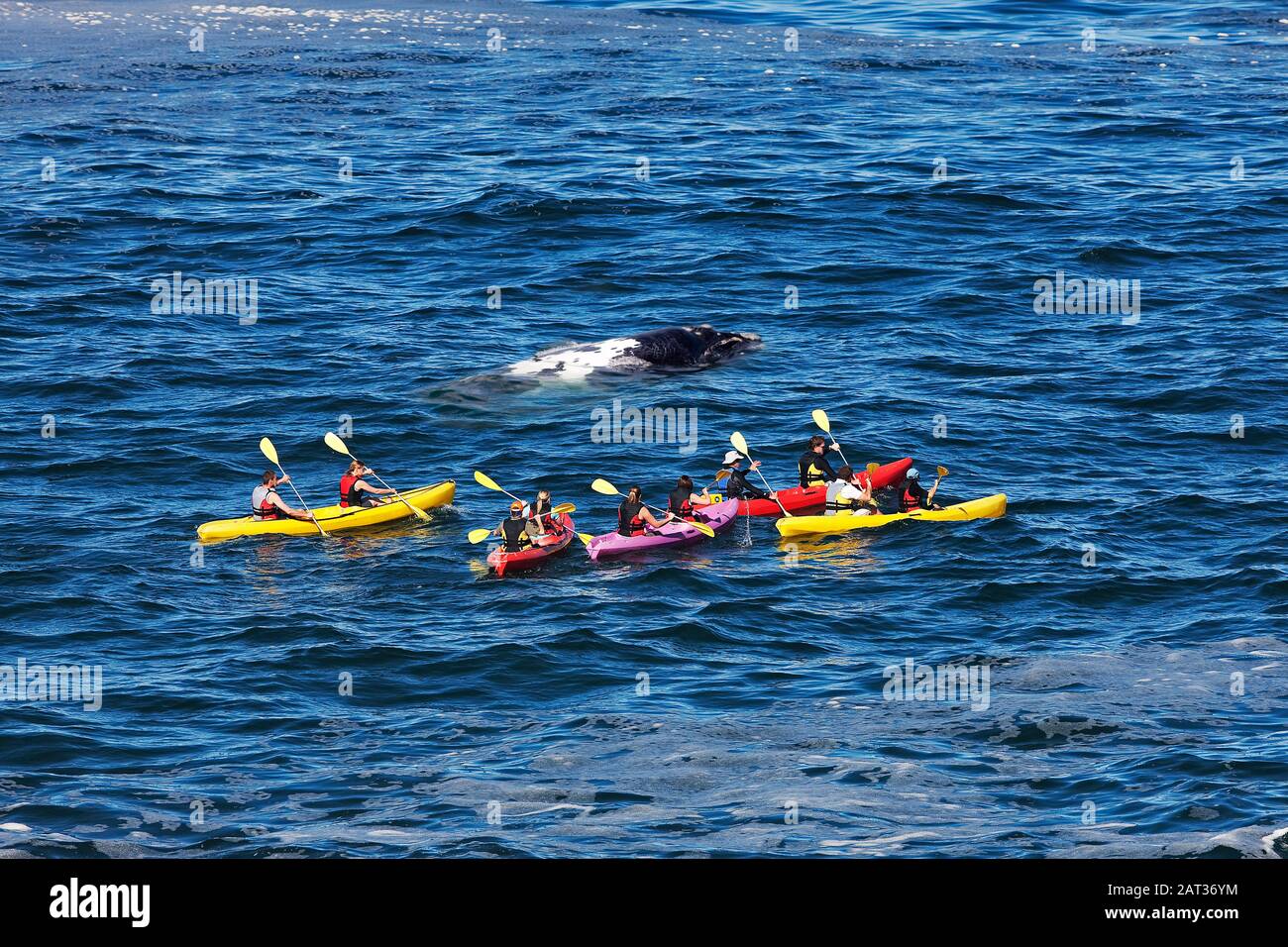 Kayak with Southern Right Whale, eubalaena australis, Head of Adult at ...