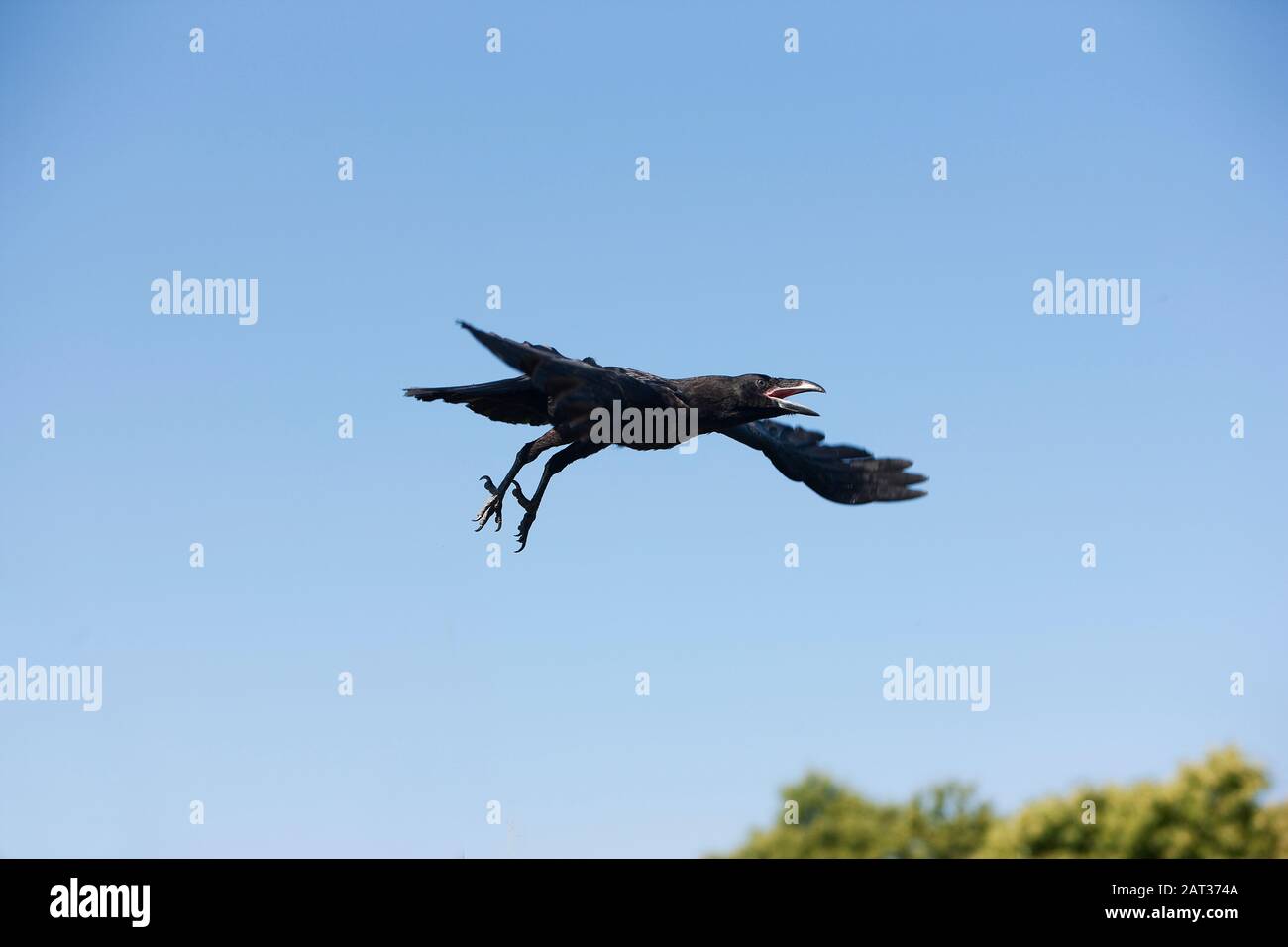 Common raven in full flight hi-res stock photography and images - Alamy