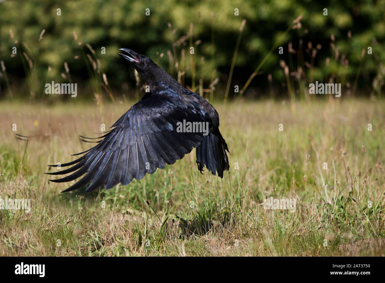 Common raven in full flight hi-res stock photography and images - Alamy
