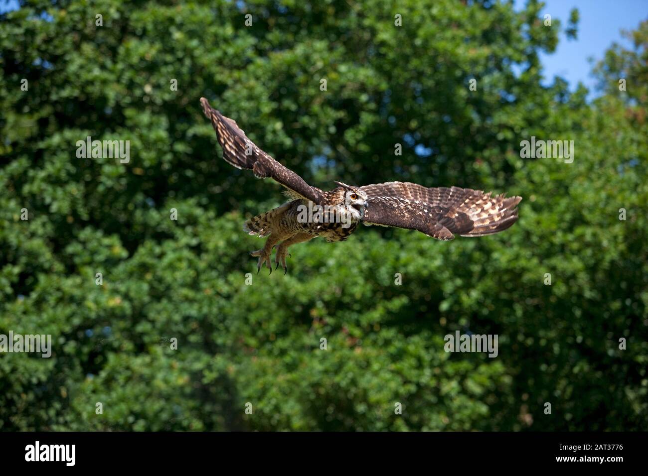 Cape Eagle Owl Bubo Capensis High Resolution Stock Photography and ...