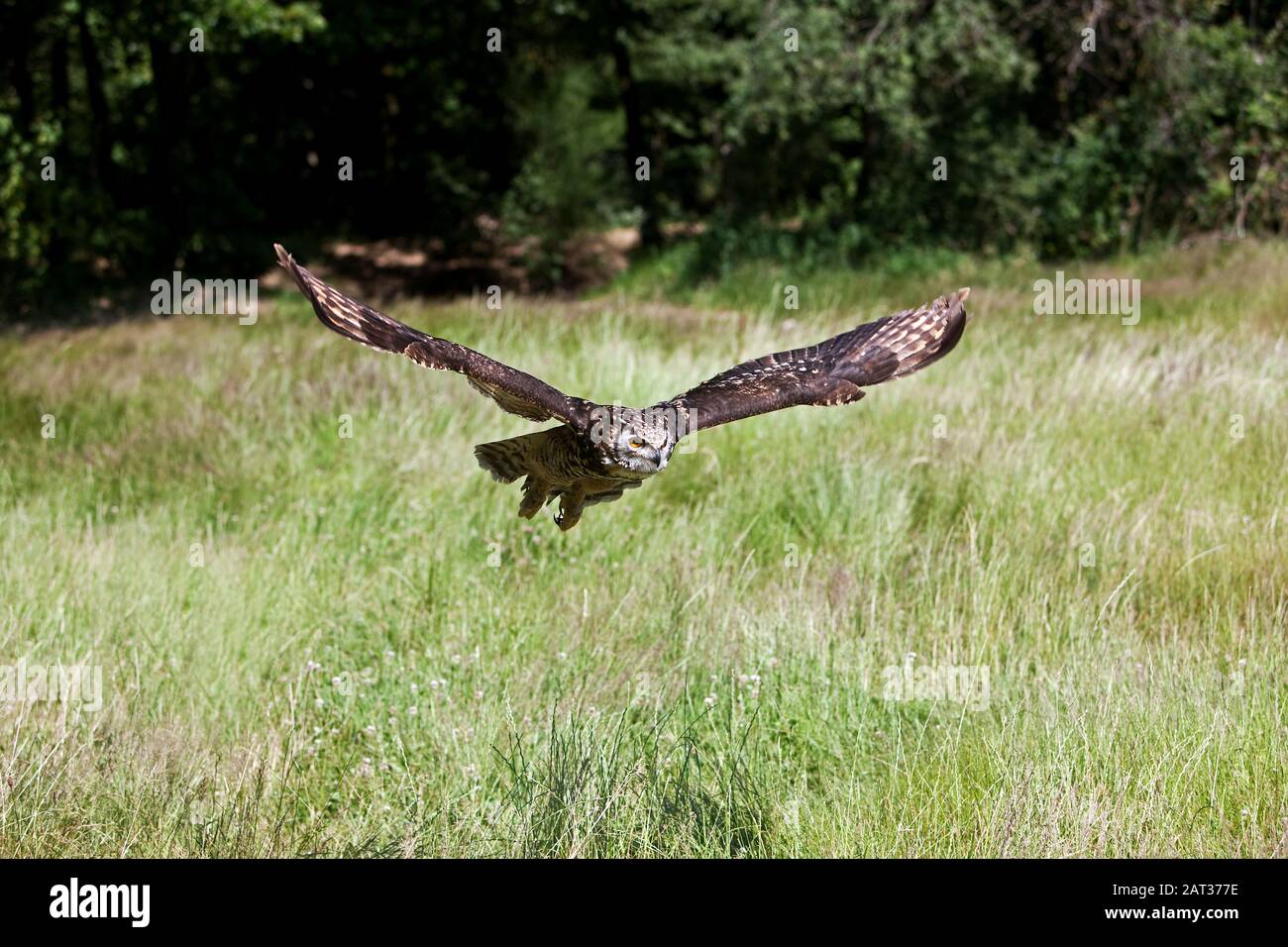 Cape Eagle Owl, bubo capensis, Adult in Flight Stock Photo - Alamy
