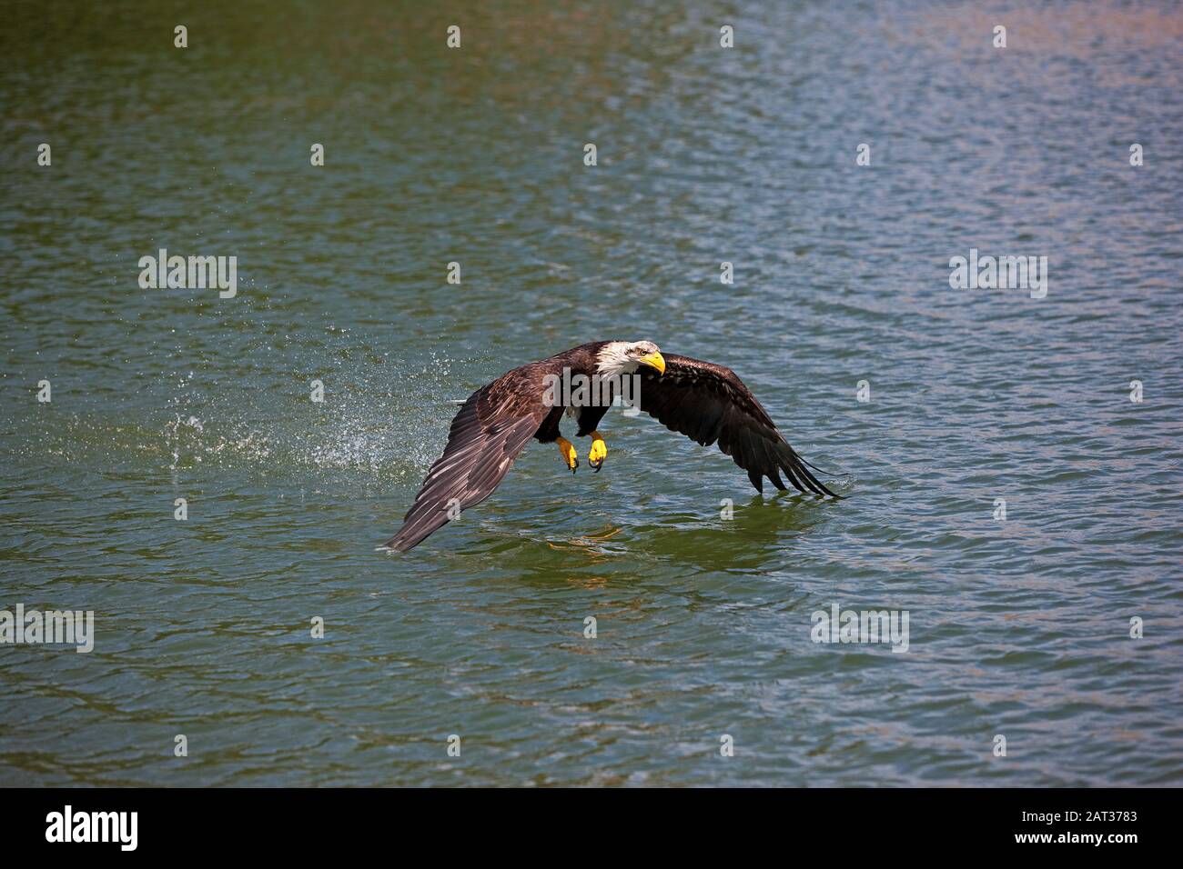 Bald Eagle, haliaeetus leucocephalus, Immature in Flight, Fishing Stock ...