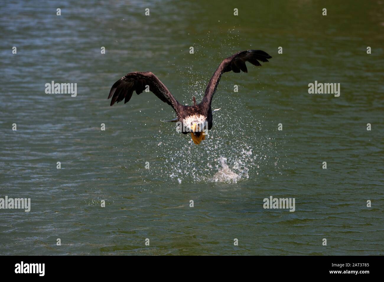 Bald Eagle, haliaeetus leucocephalus, Immature in Flight, Fishing Stock ...