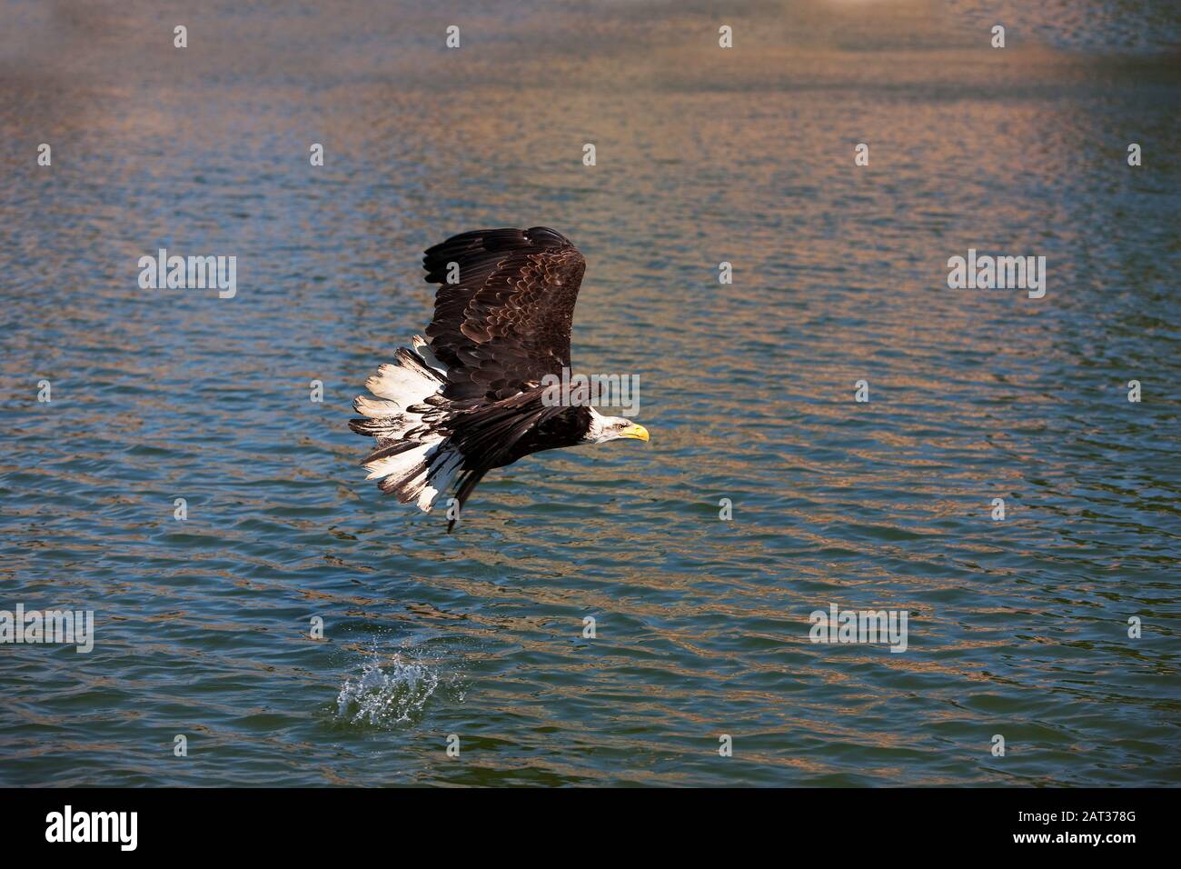 Bald Eagle, haliaeetus leucocephalus, Immature in Flight, Fishing Stock ...