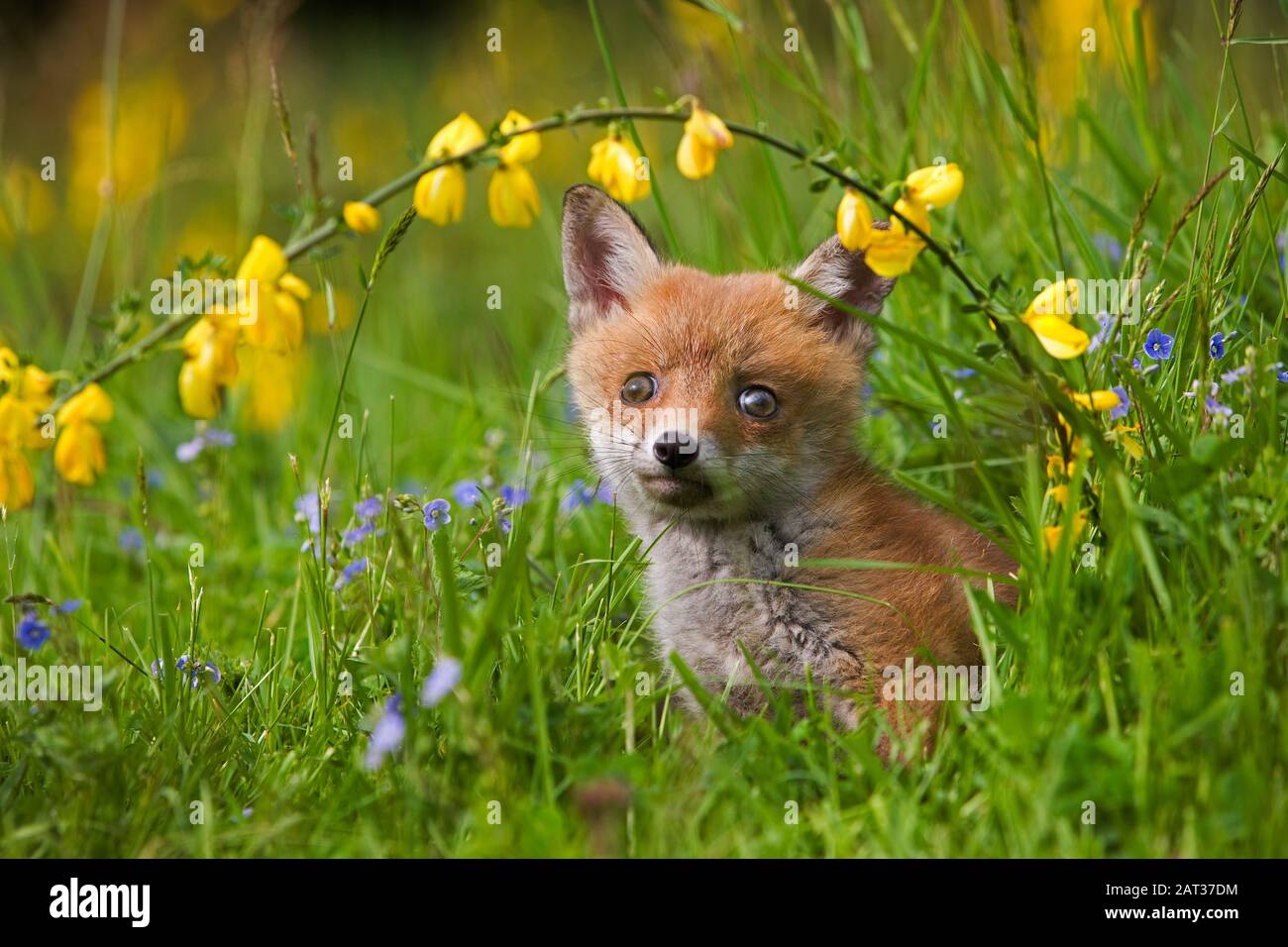 Red Fox Cub Flower High Resolution Stock Photography and Images - Alamy
