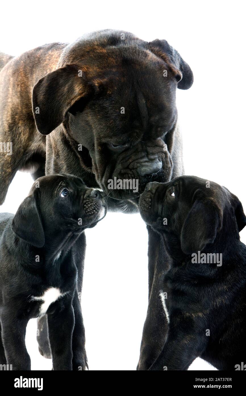 Female cane corso hi-res stock photography and images - Alamy