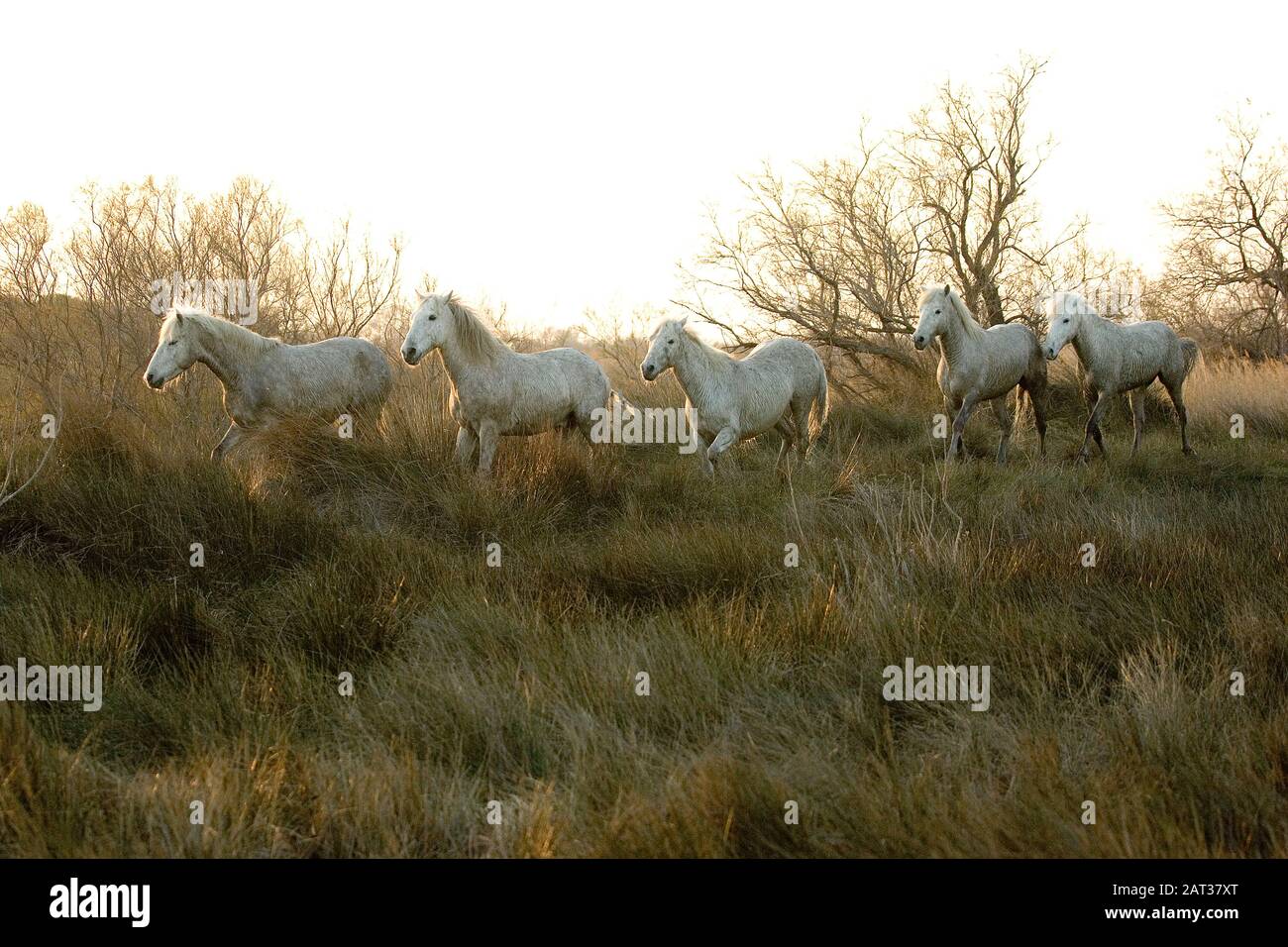 Camargue Horse, Herd standing in Swamp, Saintes Marie de la Mer in ...