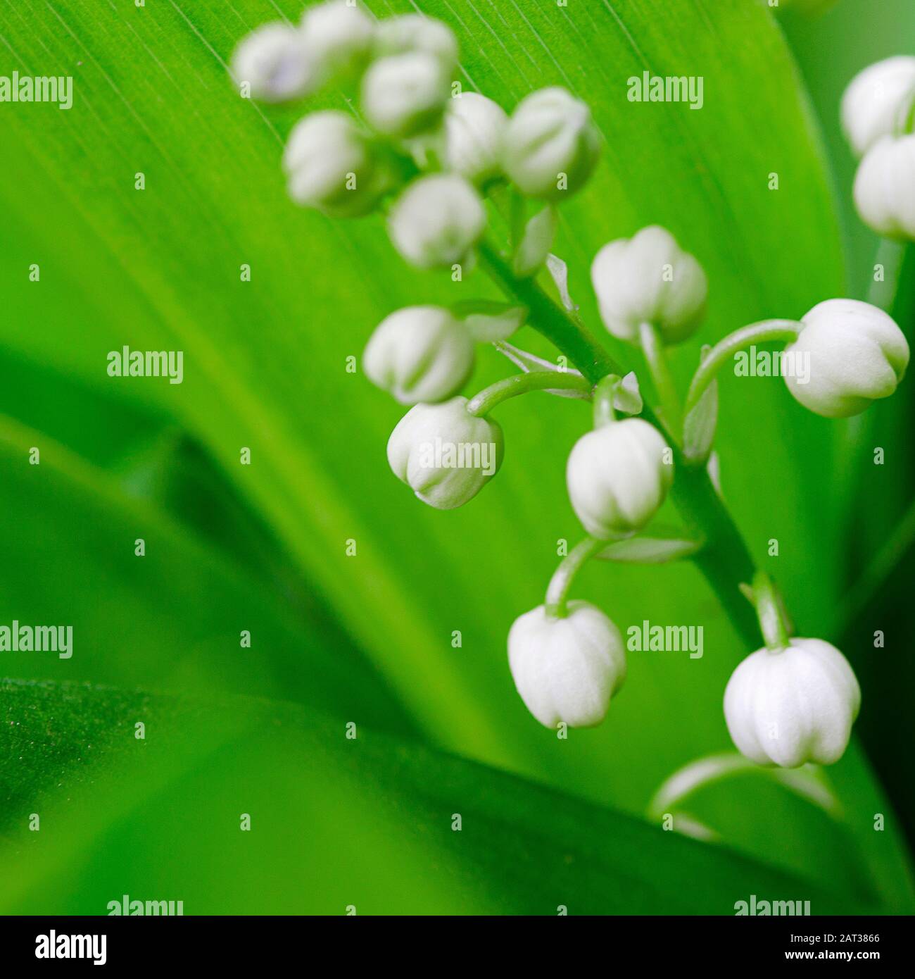 Spring white buds of forest lilies of the valley with green leaves ...
